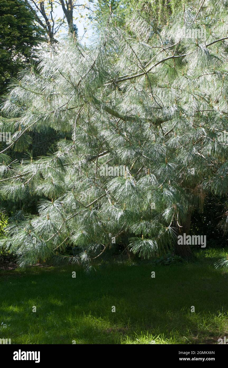Pinus excelsa Banque de photographies et d’images à haute résolution ...