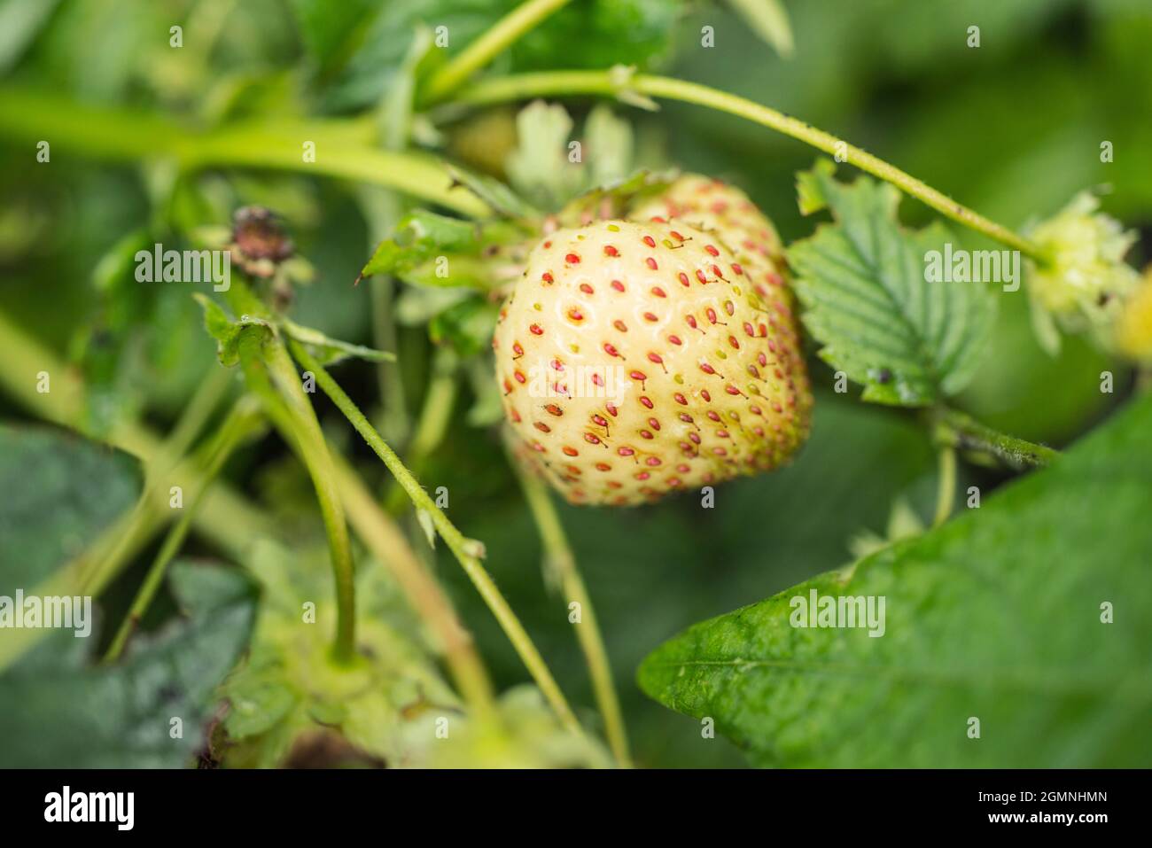 à l'intérieur de la fraise Banque de photographies et d’images à haute ...