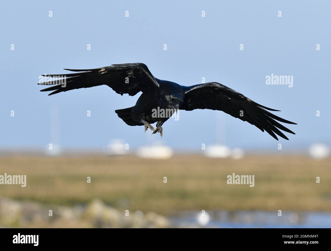 Le plus grand de la famille des corbeaux Banque de photographies et d ...