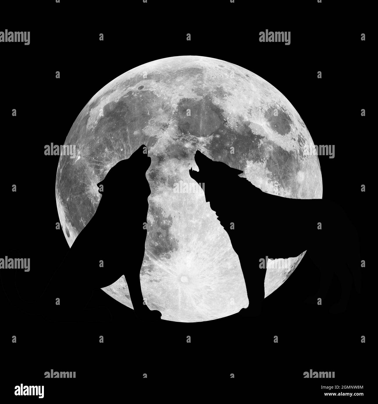 Wolf howl moon Banque d'images noir et blanc - Alamy