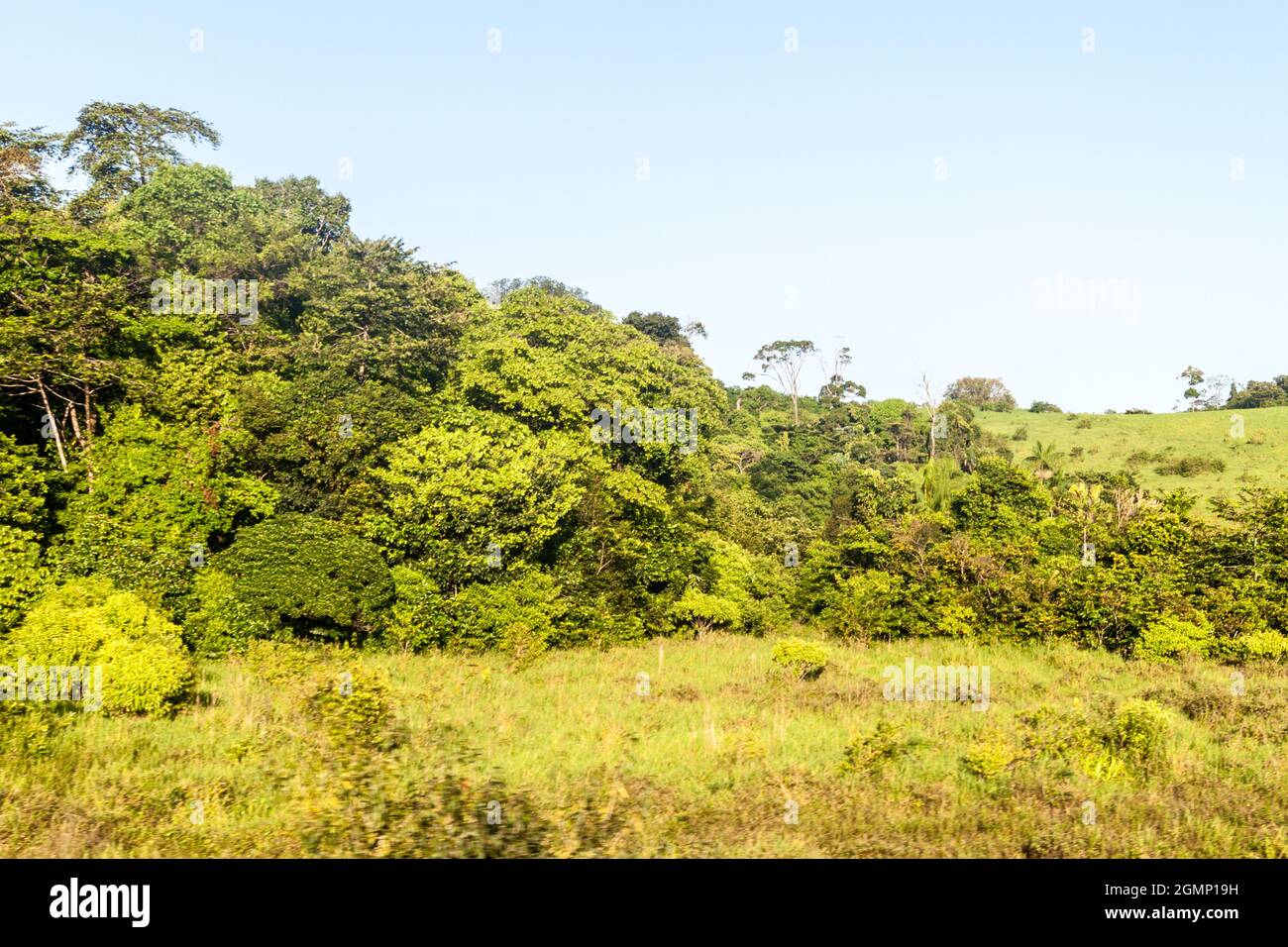 Amapa tree Banque de photographies et d’images à haute résolution - Alamy