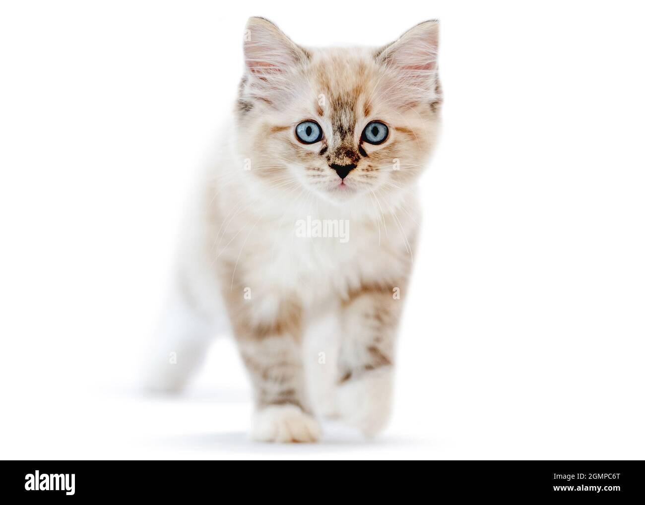 Ragdoll chaton mignon Banque d'images détourées - Alamy