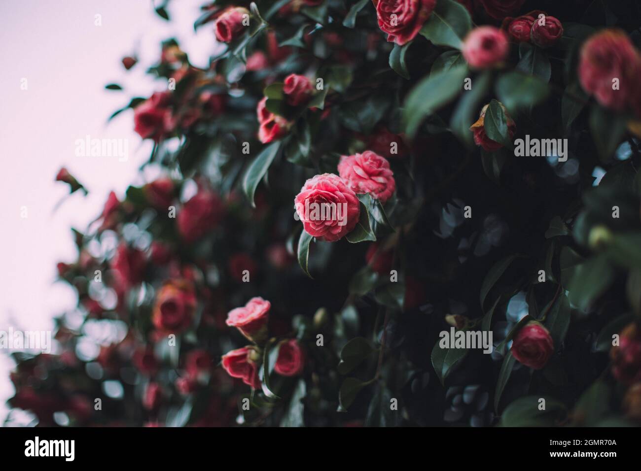 Gros plan sur les roses rouges du jardin qui poussent à la lumière du ...