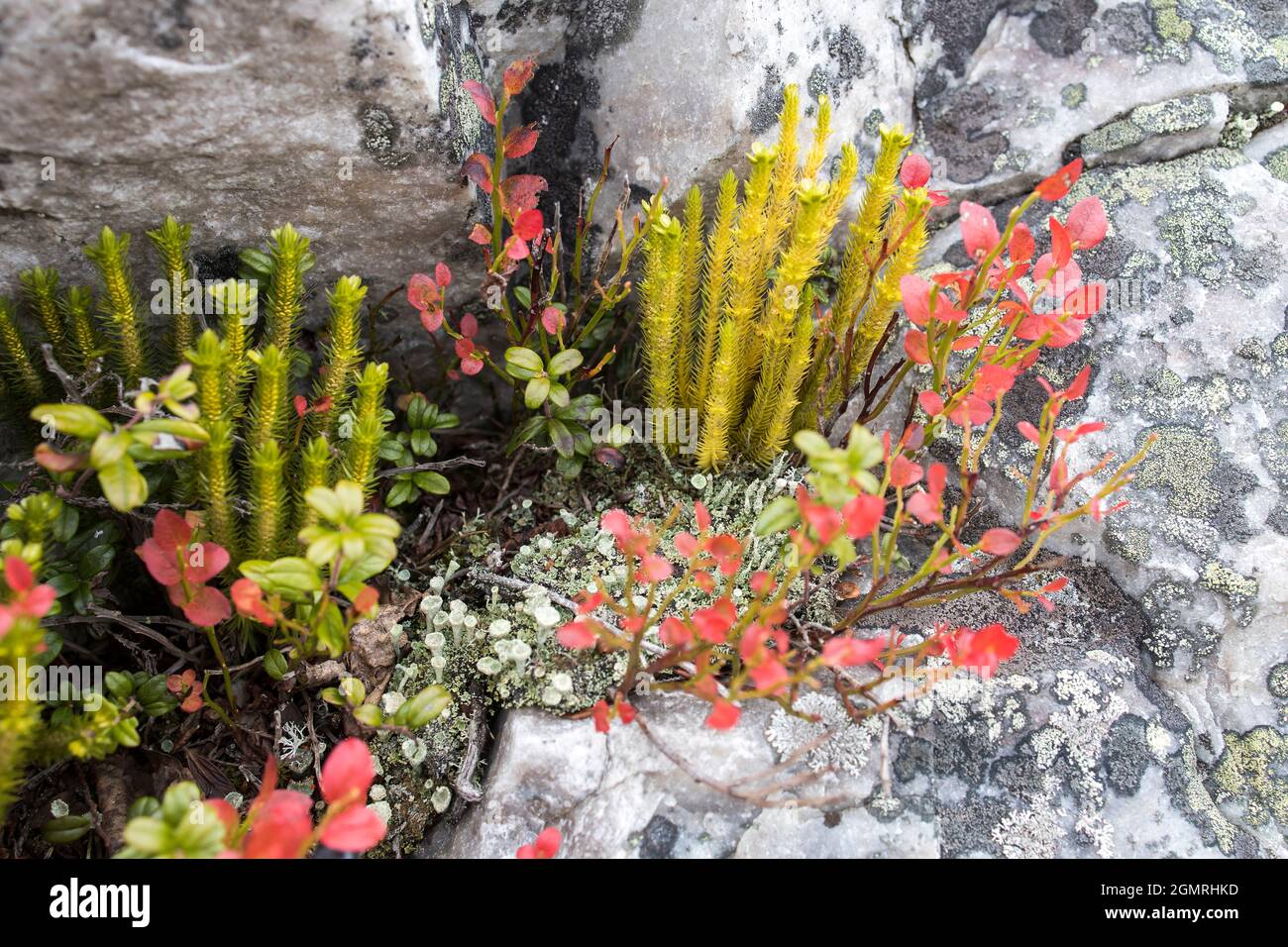 Différents types de mousses et de lichens sur de grands blocs de ...