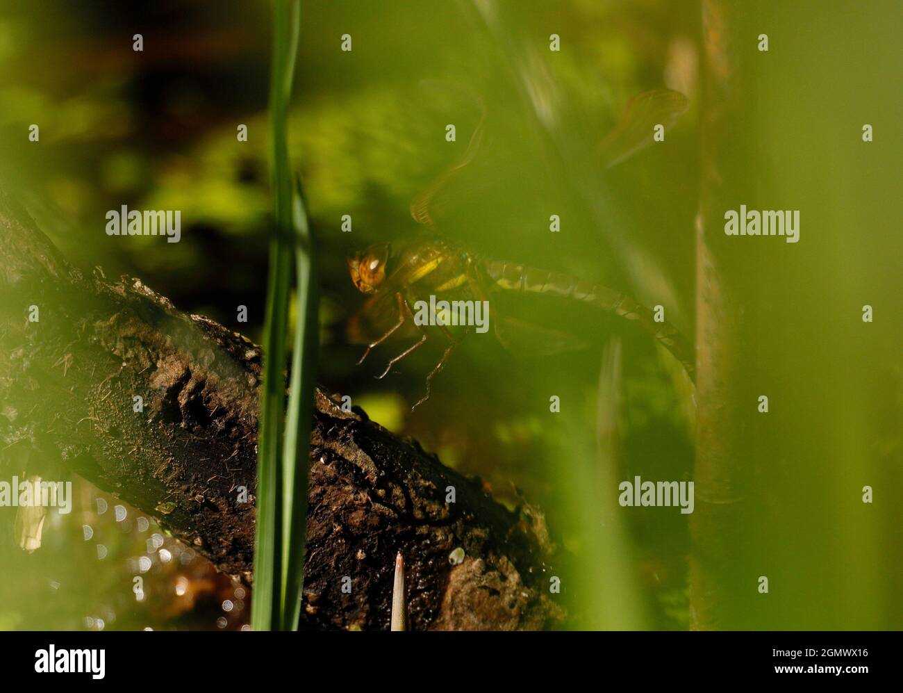 Oeufs de libellule Banque de photographies et d’images à haute résolution - Page 2 - Alamy