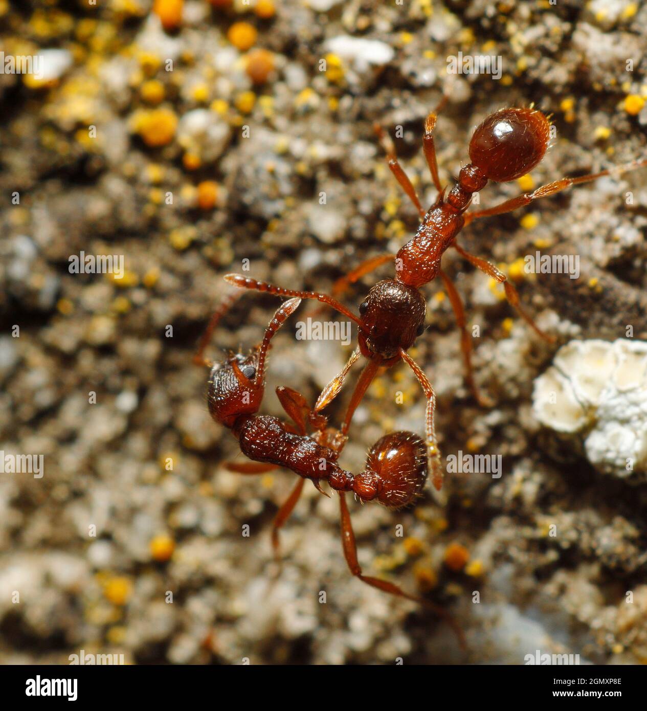 Anatomie des fourmis Banque de photographies et d’images à haute ...