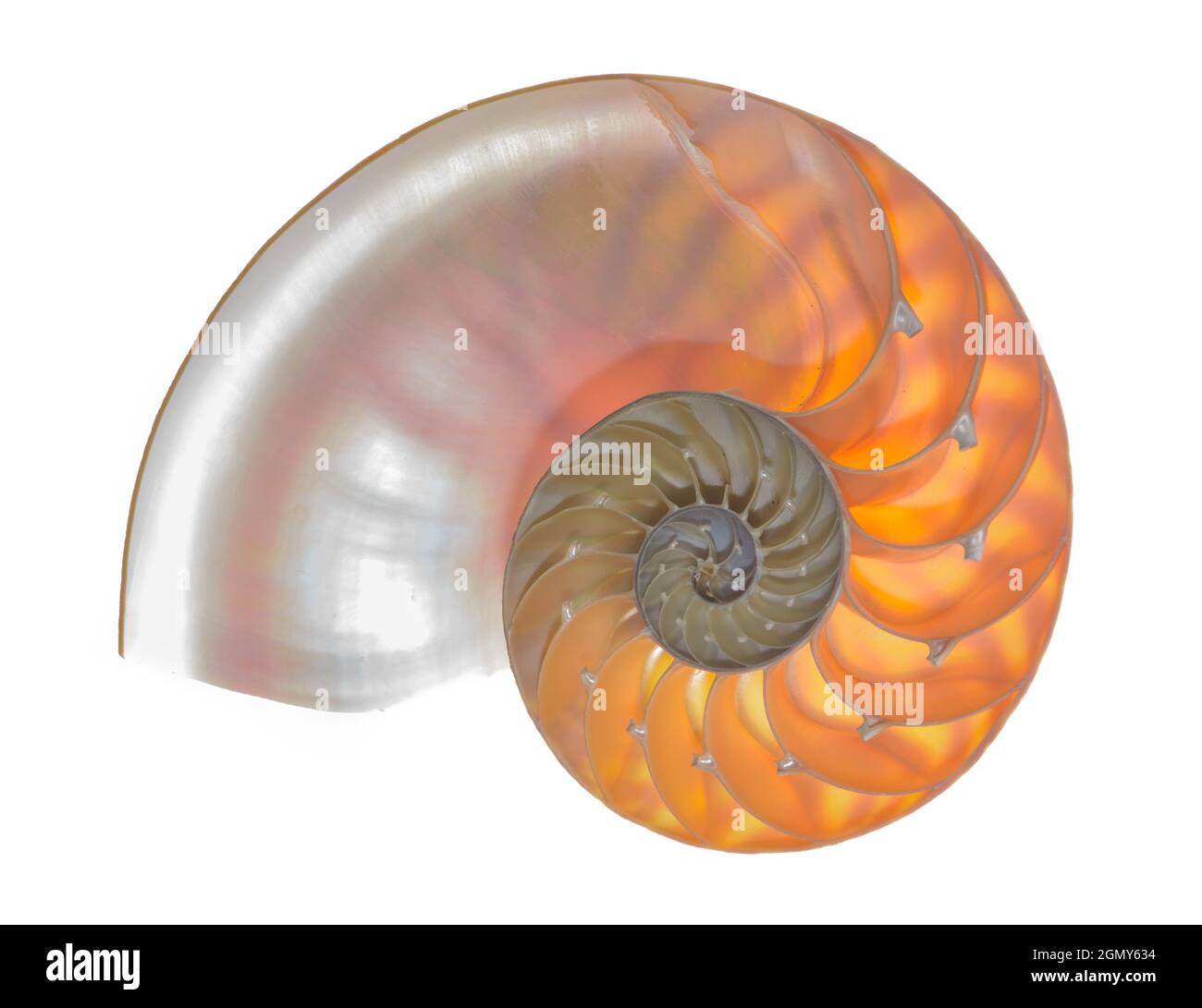 Nautilus shell cross section Banque d'images détourées - Alamy