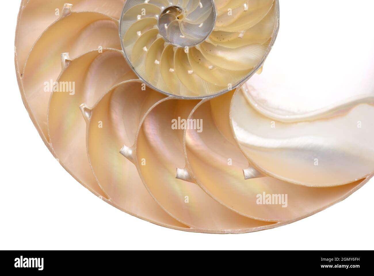 Nautilus shell section cross section Banque de photographies et d ...