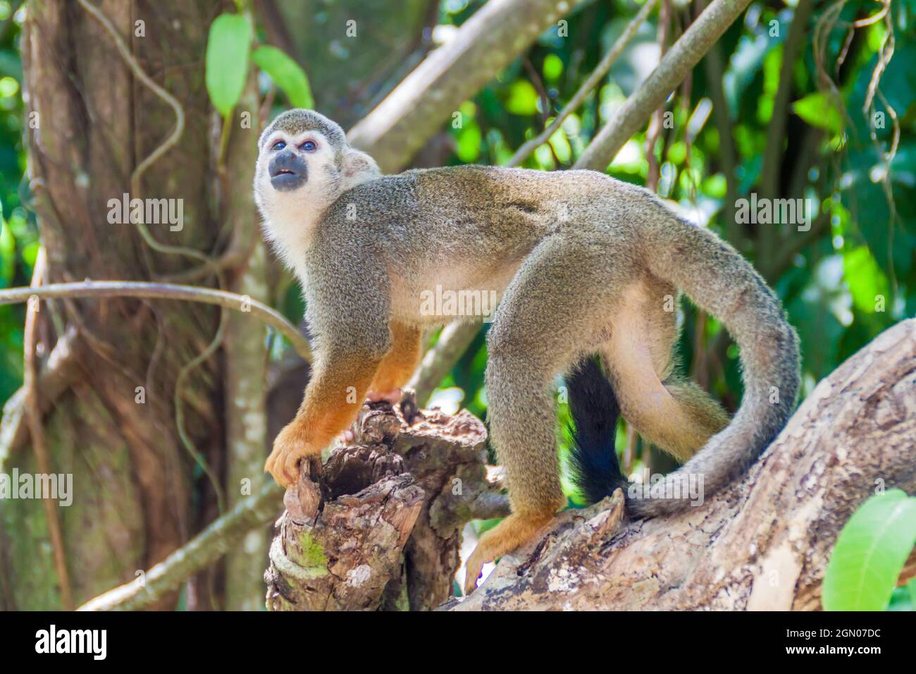 îles du salut Banque de photographies et d’images à haute résolution ...