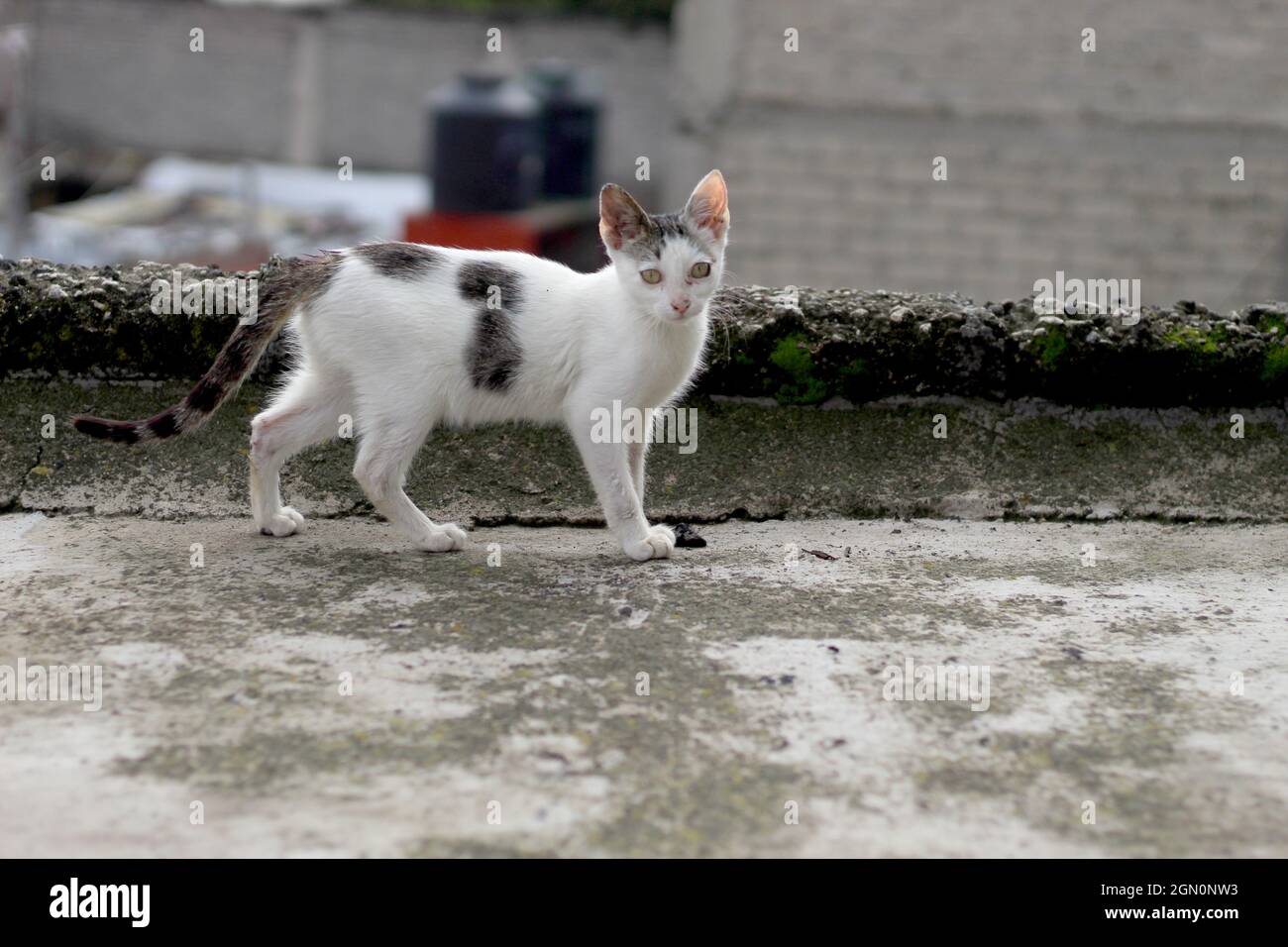 Un chat sur le toit de la maison Banque de photographies et d’images à ...
