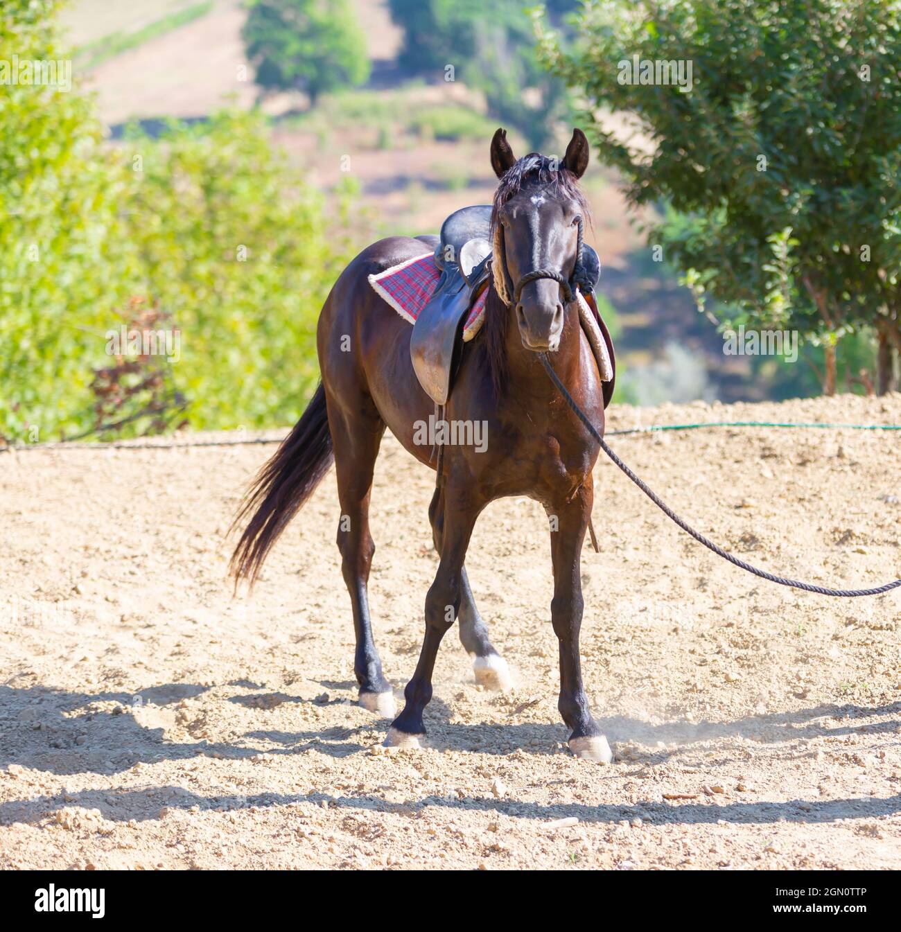 Cheval vu de face Banque de photographies et d’images à haute ...