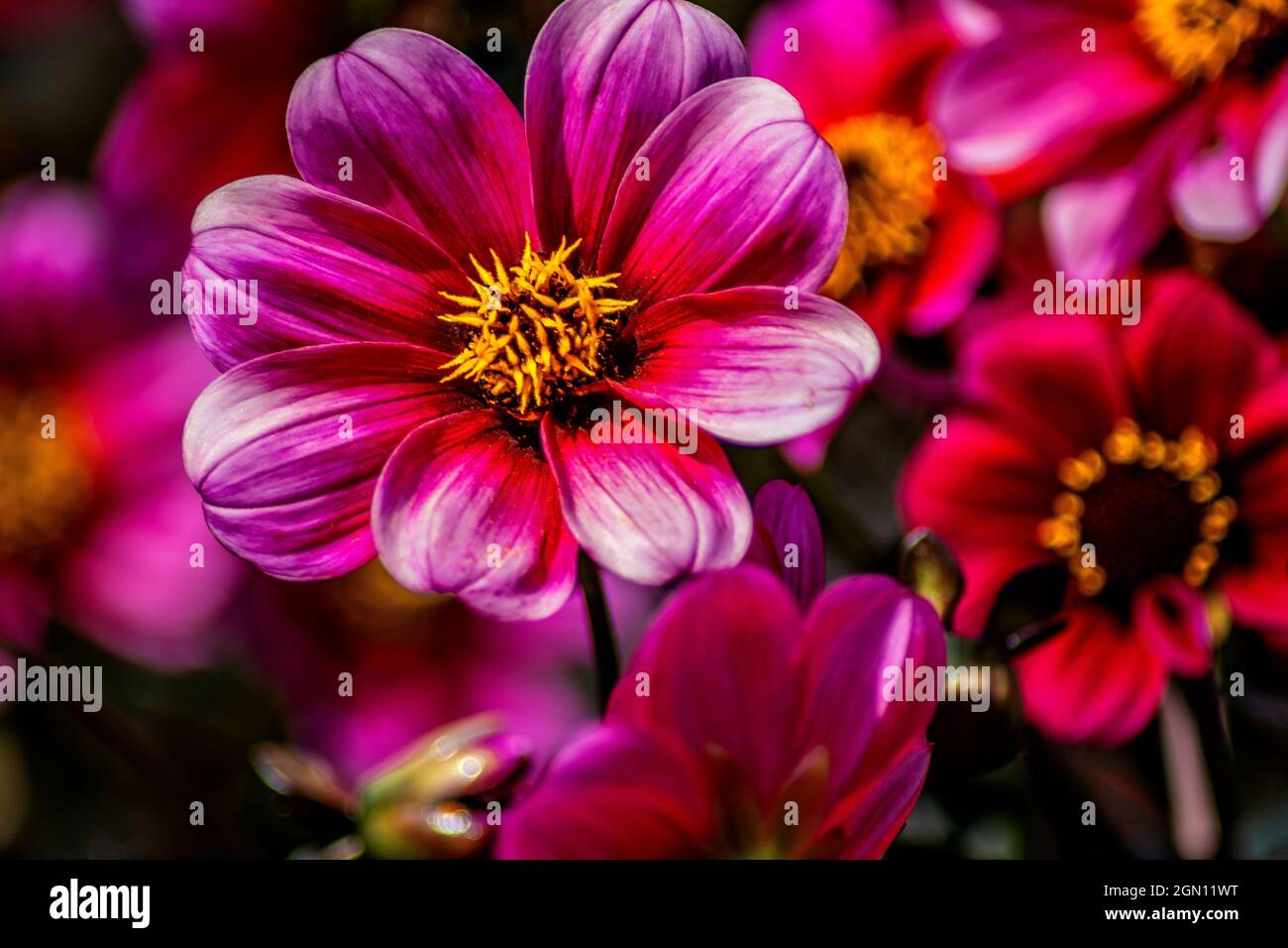 Mainau bodensee Banque de photographies et d’images à haute résolution ...