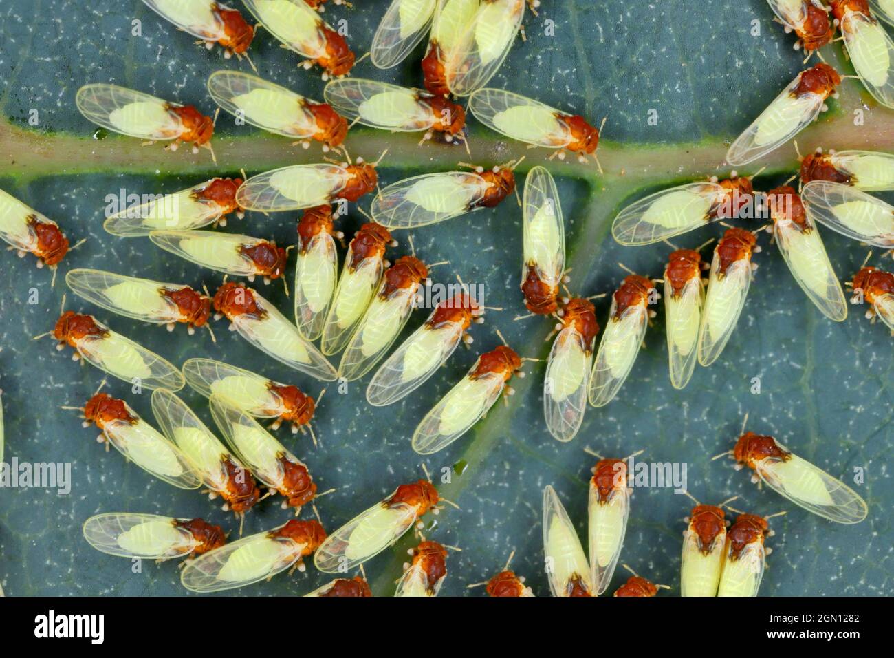Poux de bois Banque de photographies et d’images à haute résolution - Alamy