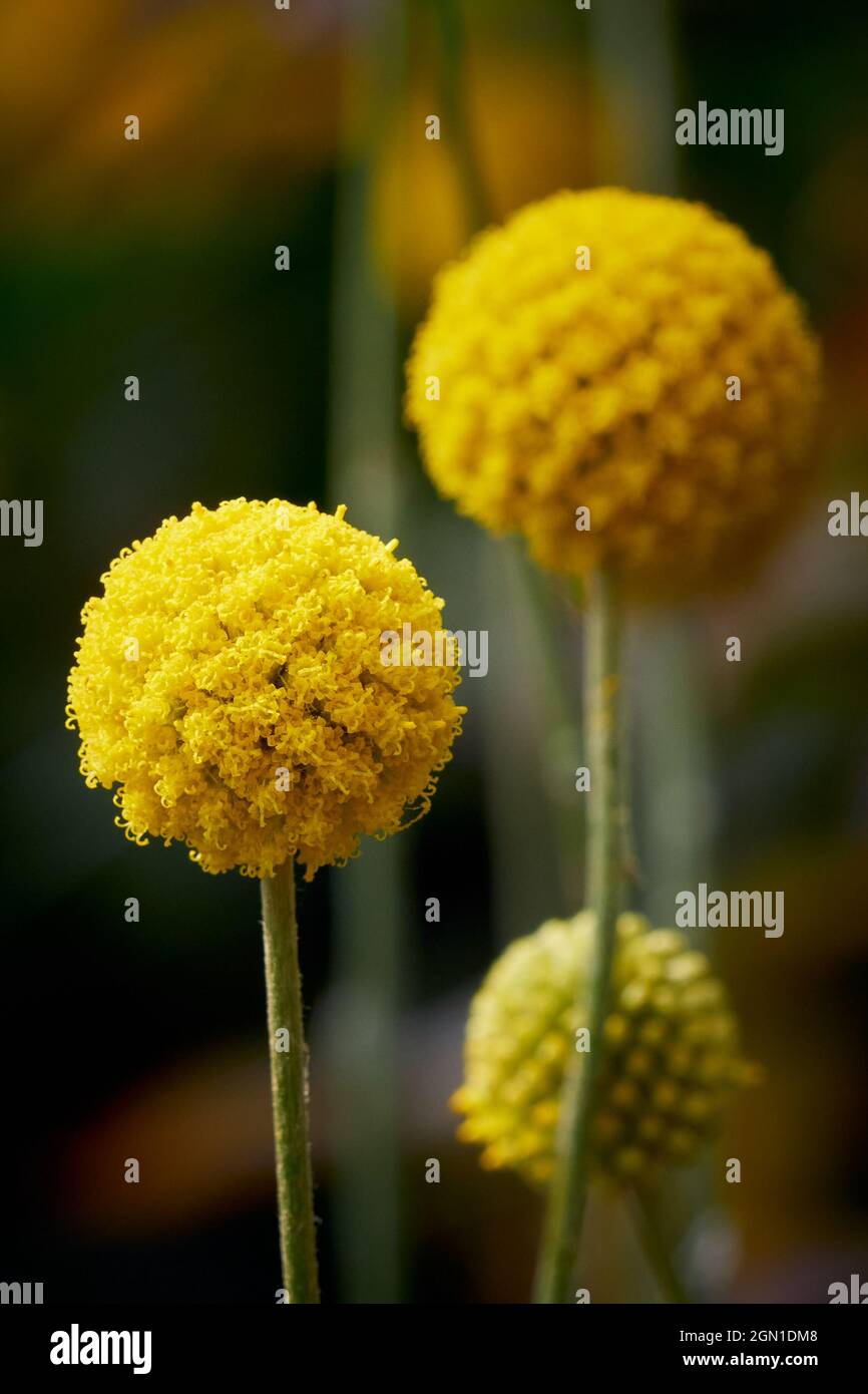 Fleurs de Craspedia globosa 'Golf Beauty' (Billy Buttons Photo Stock ...
