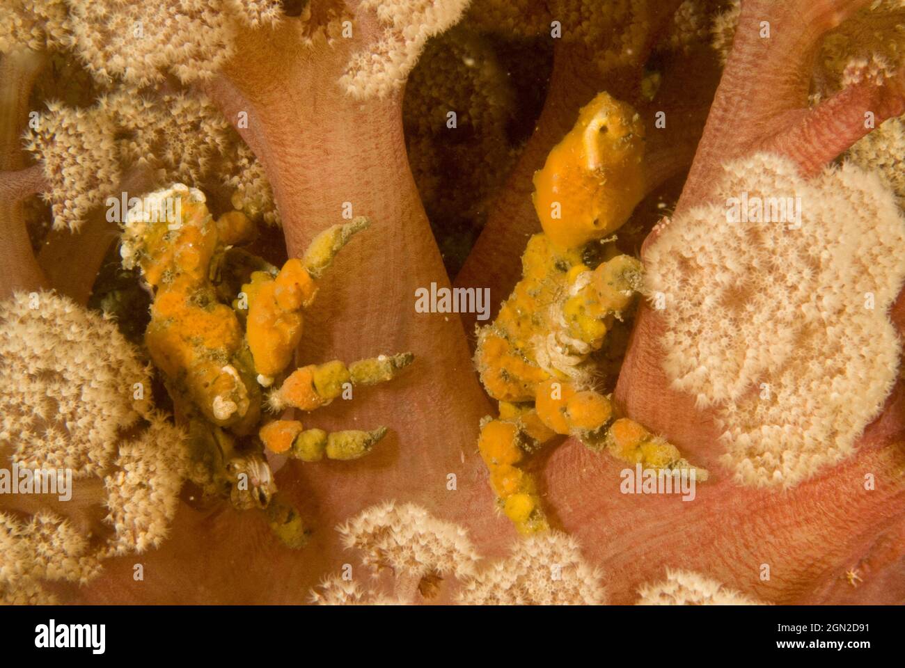 Le crabe décorateur éponge (Hyastenus elatus), un crabe très bien ...