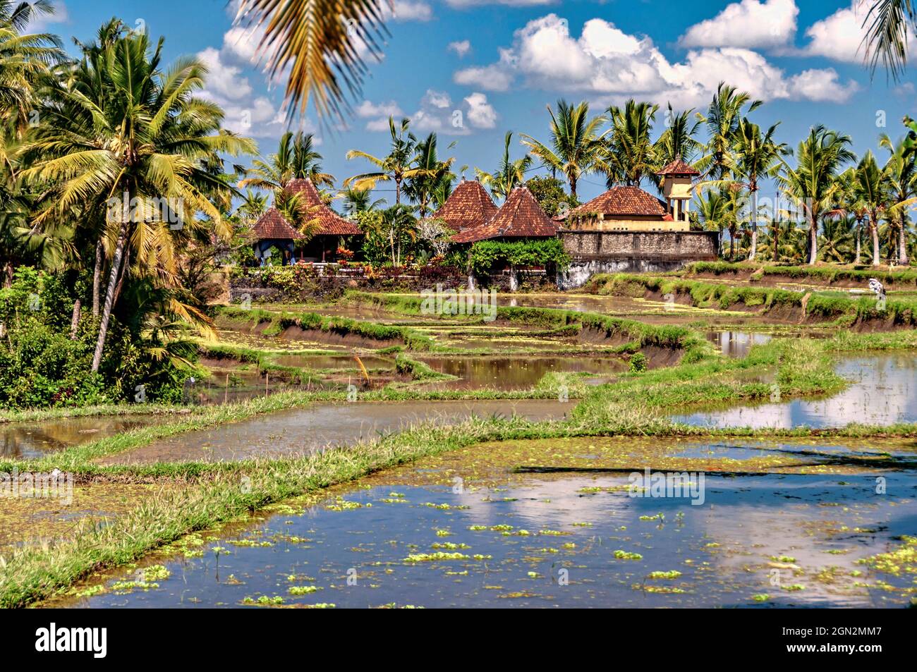 Planter du riz ubud bali Banque de photographies et d’images à haute ...