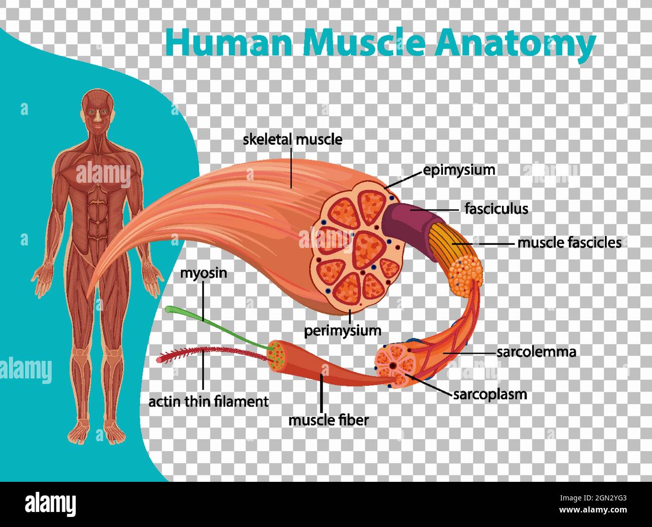 Anatomie du muscle humain avec illustration de l'anatomie du corps ...
