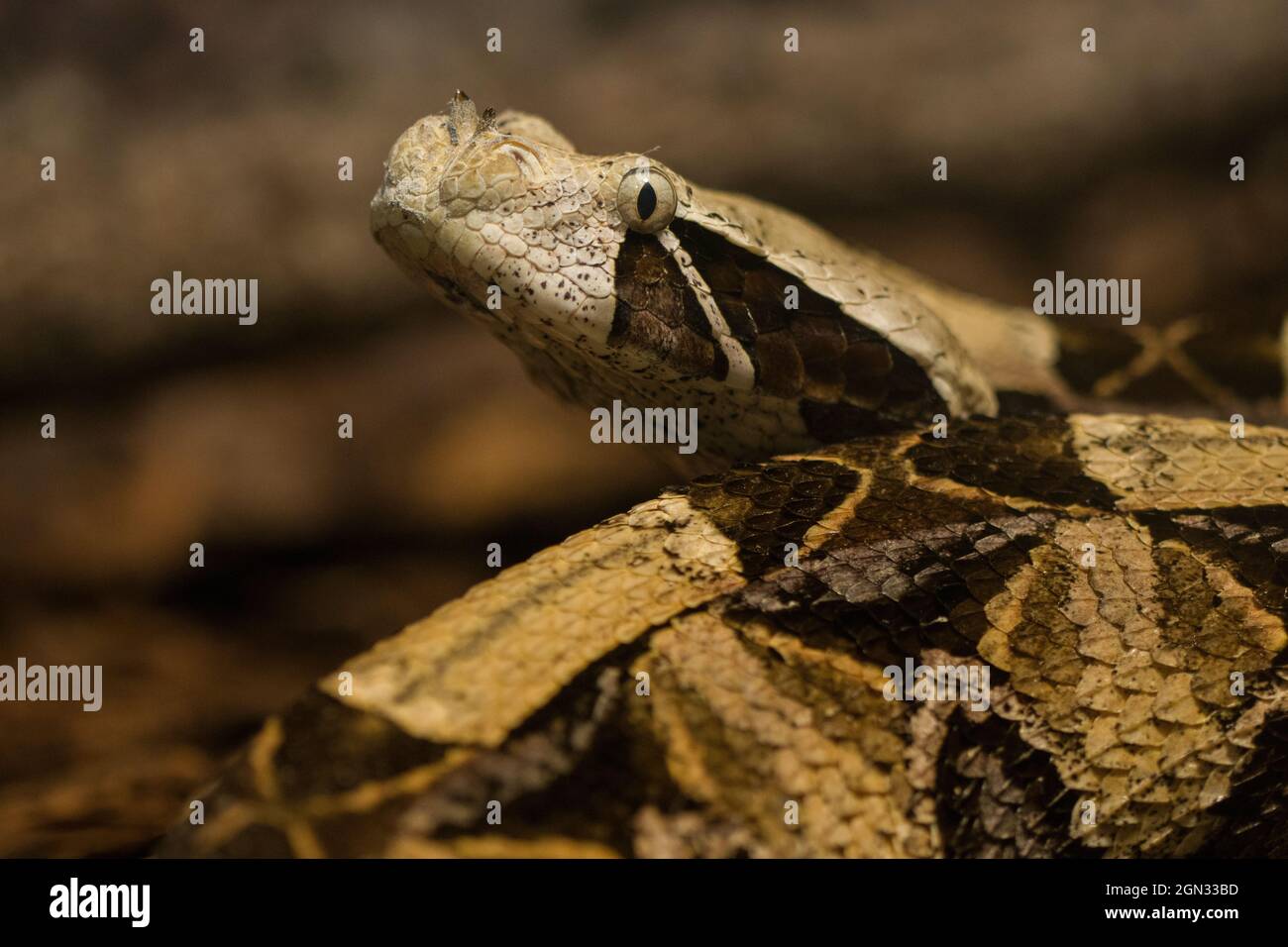 Bitis gabonica Banque de photographies et d’images à haute résolution - Alamy