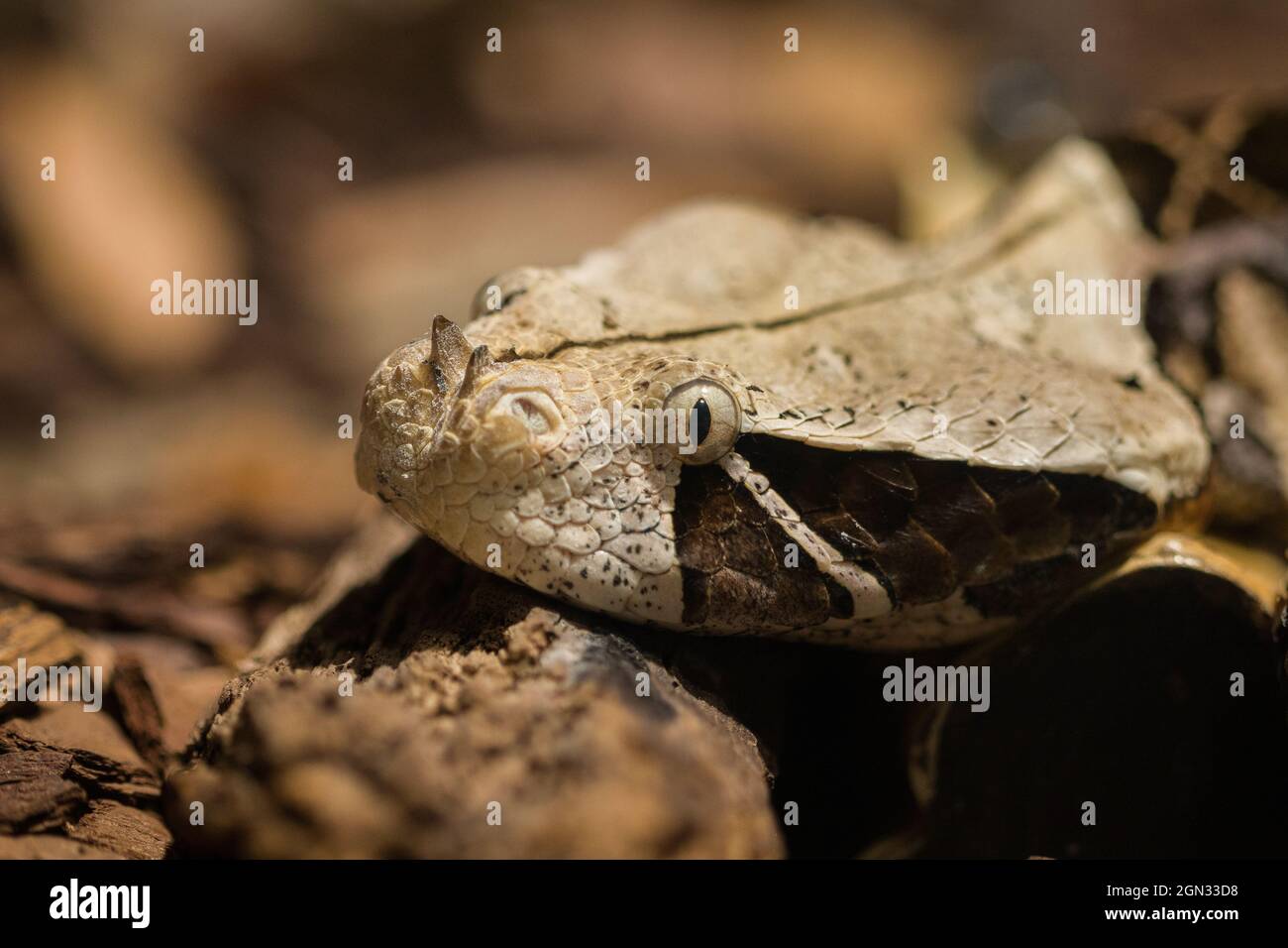 Bitis gabonica Banque de photographies et d’images à haute résolution ...
