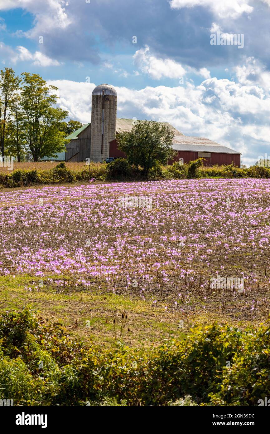 Safran champ Banque de photographies et d’images à haute résolution - Alamy