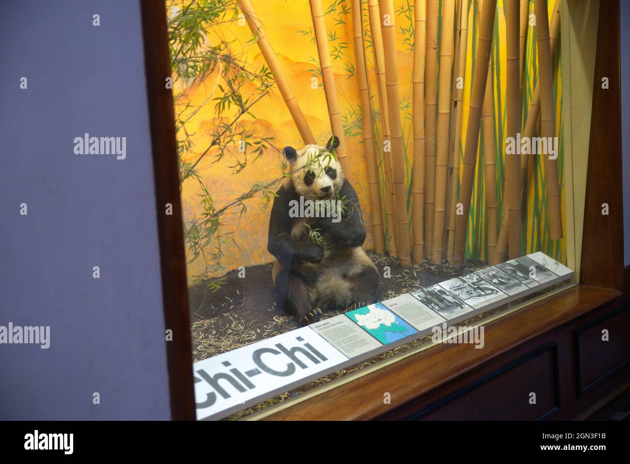 Chi chi panda Banque de photographies et d’images à haute résolution ...