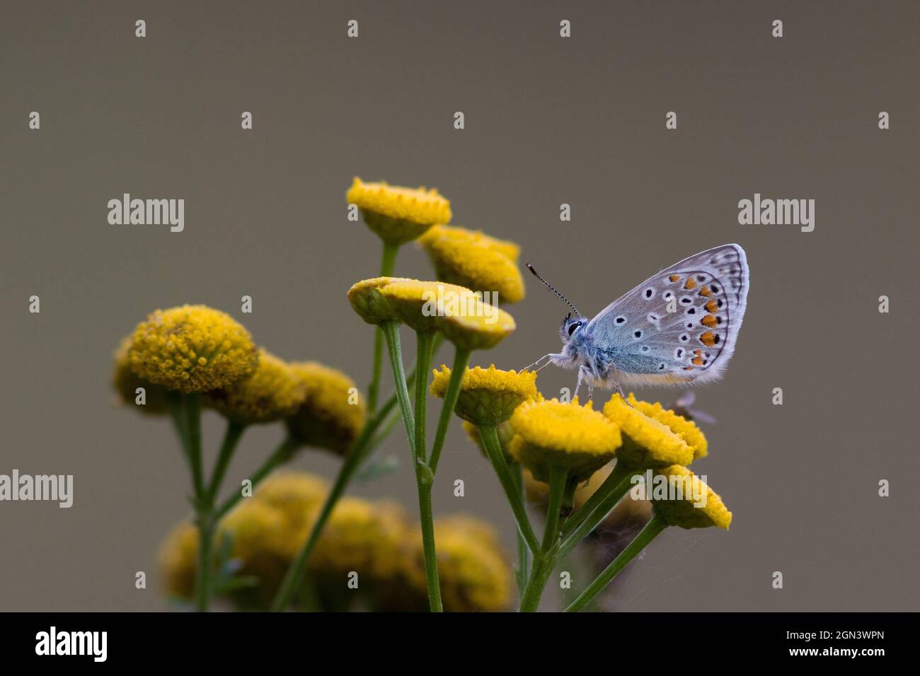 Documentation sur les insectes Banque de photographies et d’images à ...