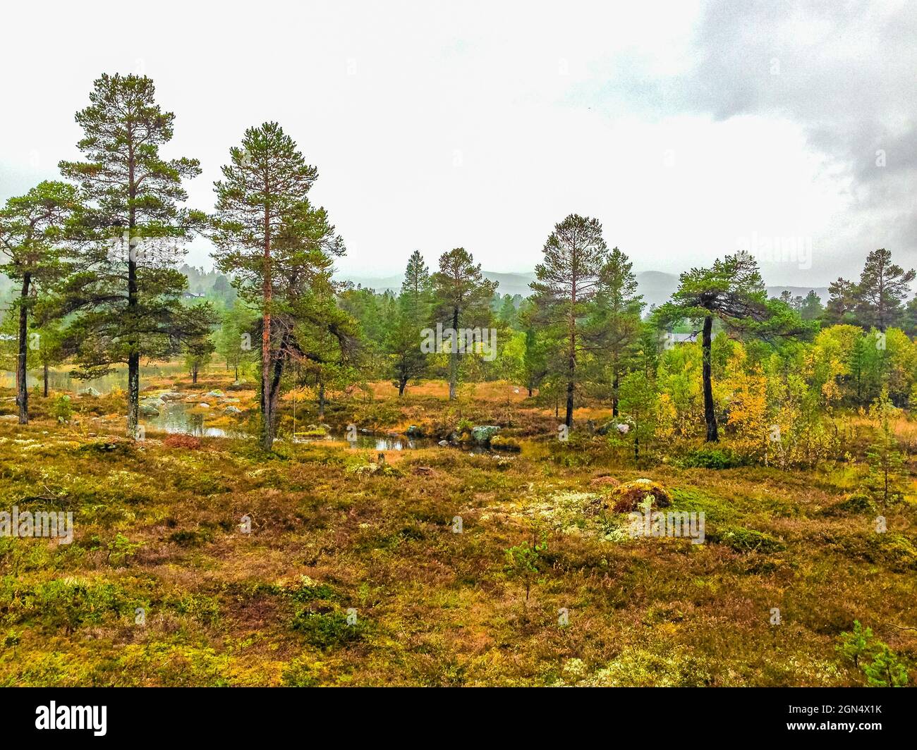 Panorama avec sapins pins montagnes et forêt brumeux dans le paysage de ...