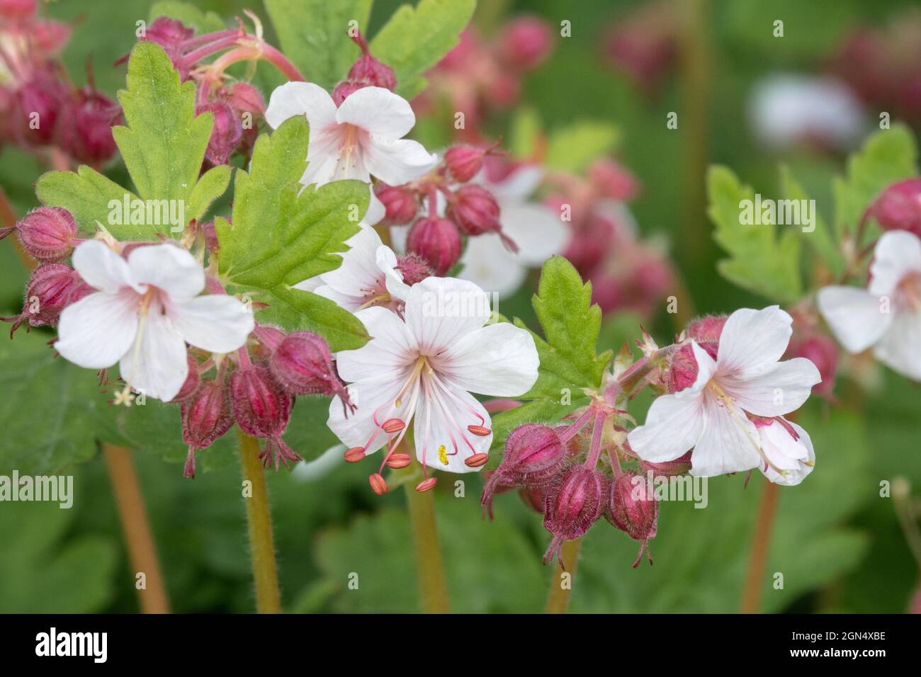 Geranium macrorrhizum Banque de photographies et d’images à haute ...