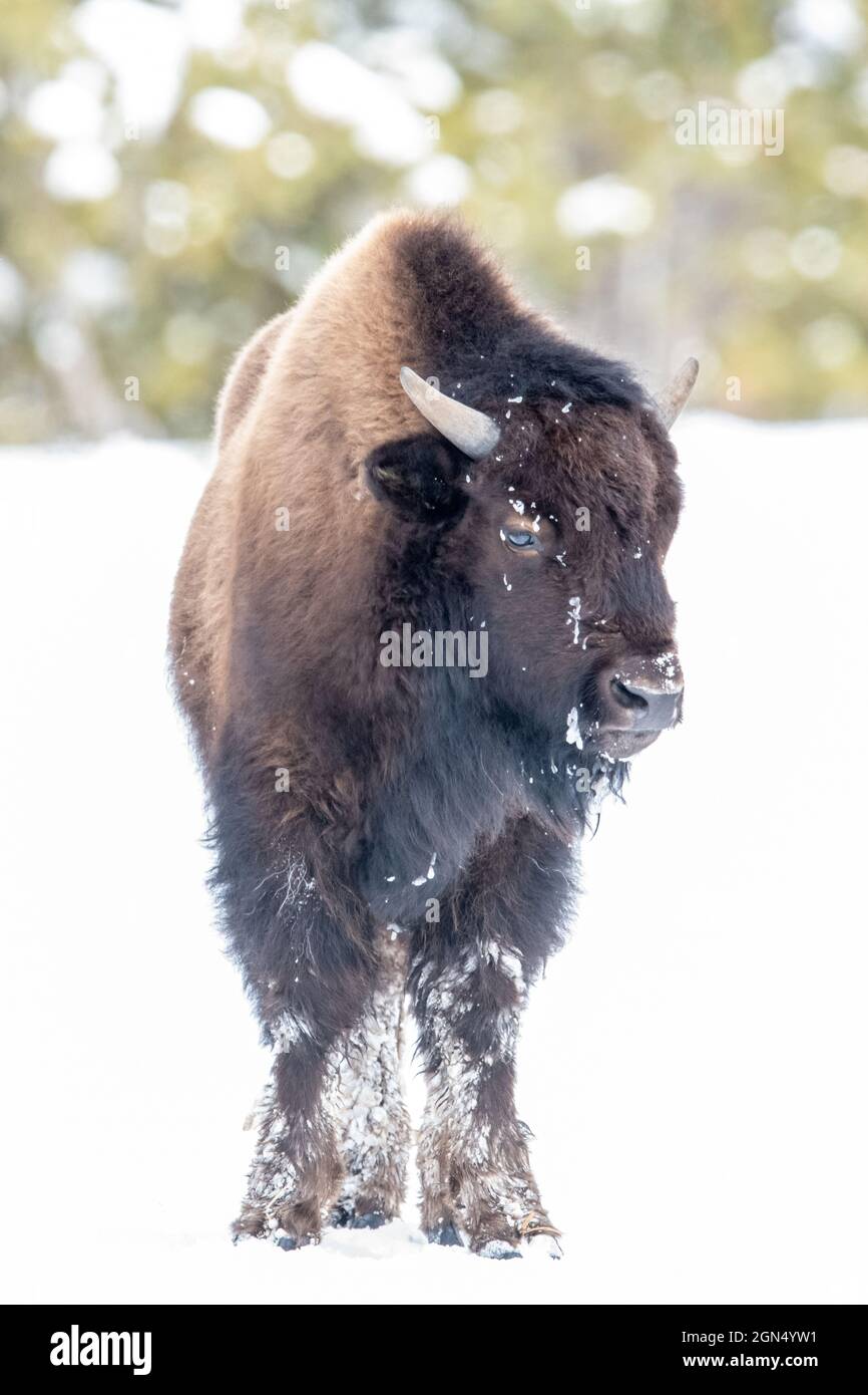 Bosse de bison Banque de photographies et d’images à haute résolution ...