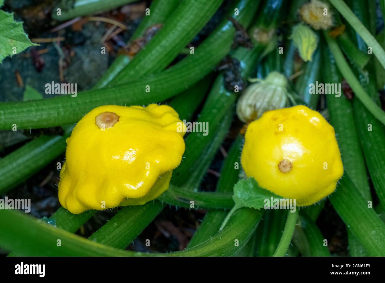 Courge pattypan jaune Banque de photographies et d’images à haute ...