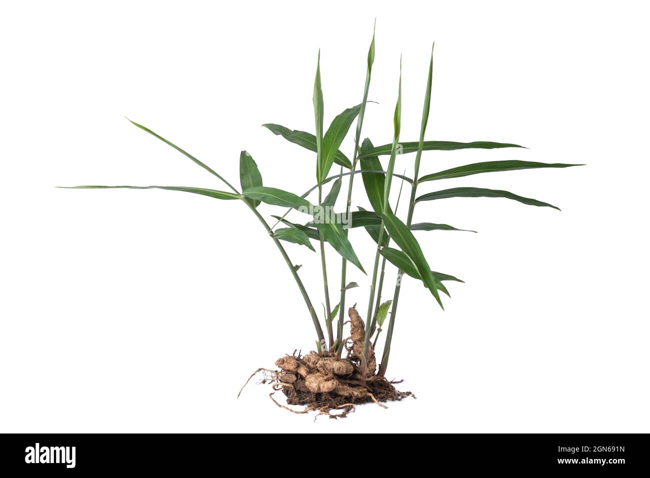 Zingiber officinale feuille Banque de photographies et d’images à haute ...