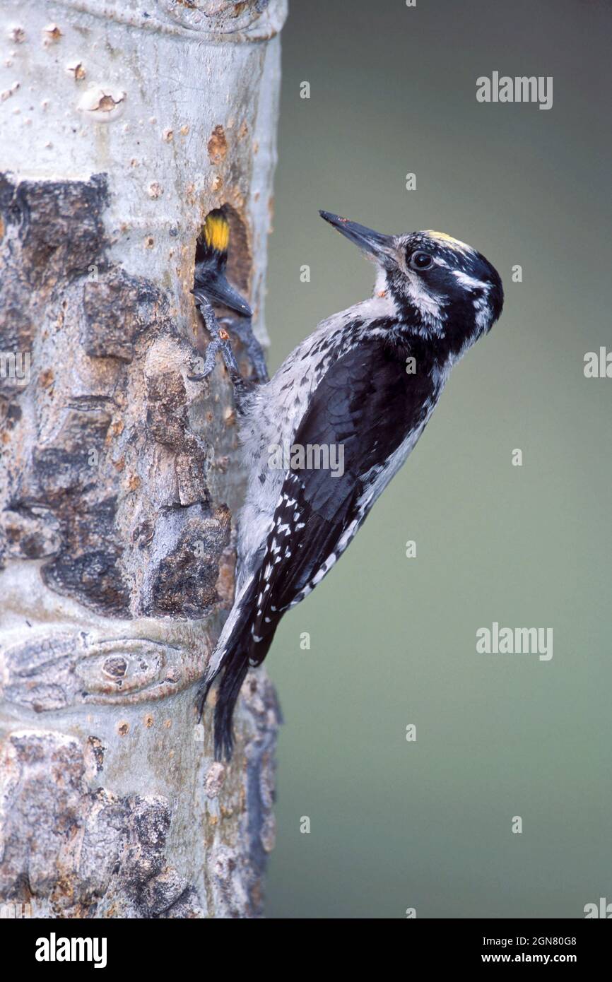 Picoides dorsalis Banque de photographies et d’images à haute ...