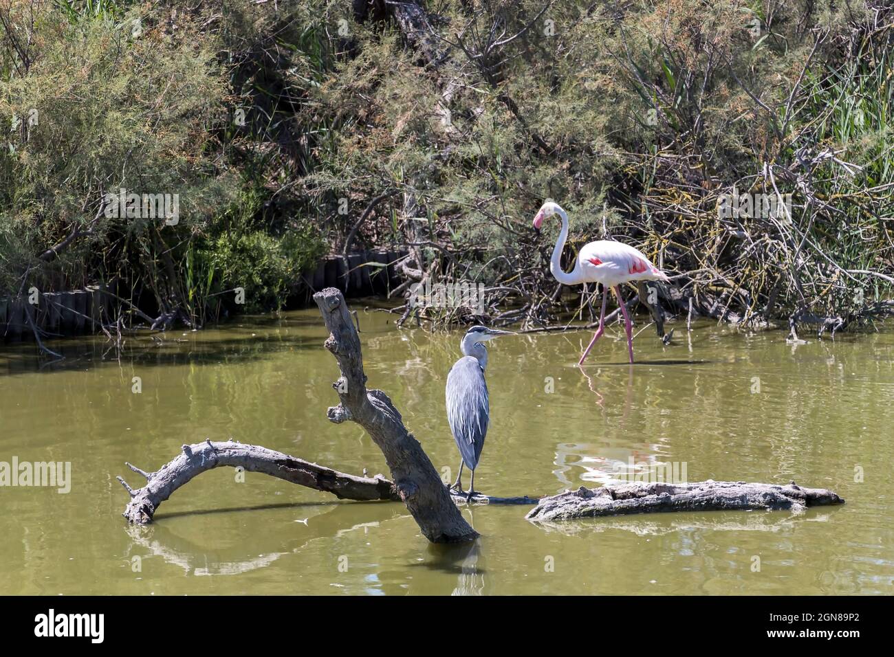 Flamant rose dans son habitat naturel Banque de photographies et d ...