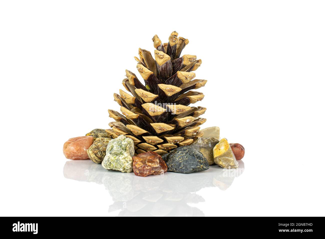 Un magnifique cône de pin avec des roches colorées isolées sur fond ...