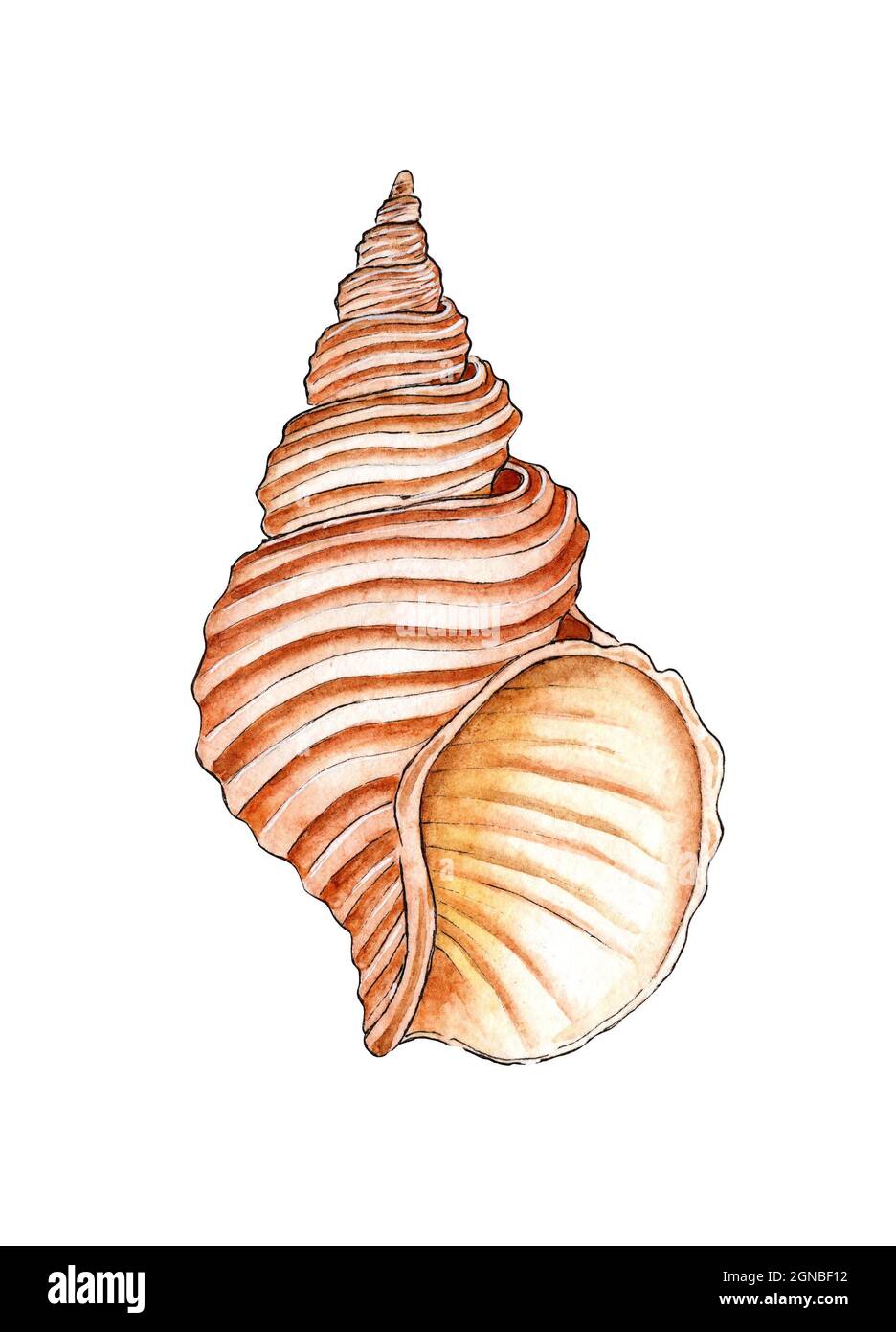 Illustration aquarelle d'un coquillage texturé beige, nervuré. Monde ...