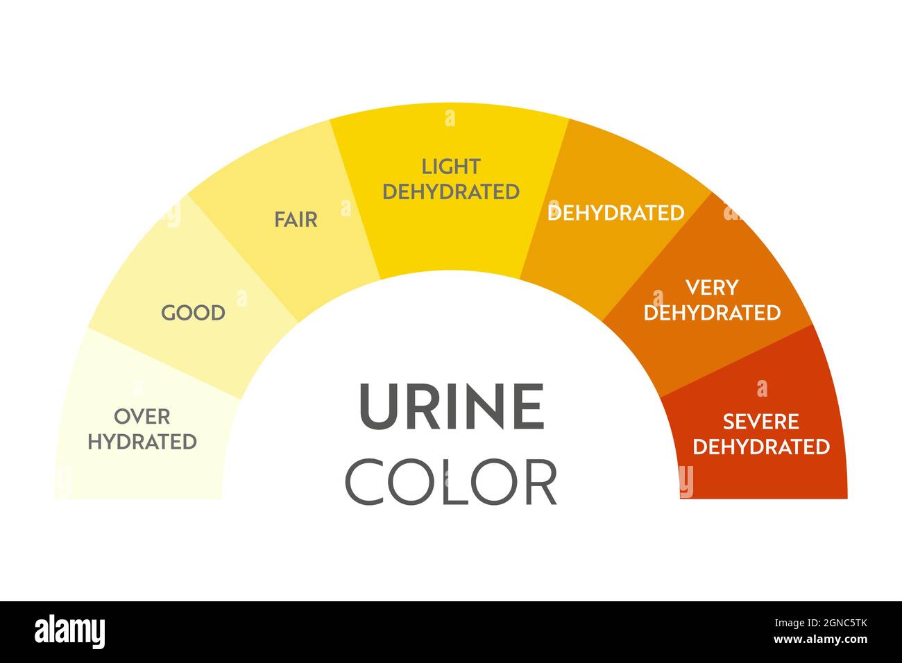 Tableau des couleurs des urines. Bandelette de test d'hydratation et de ...