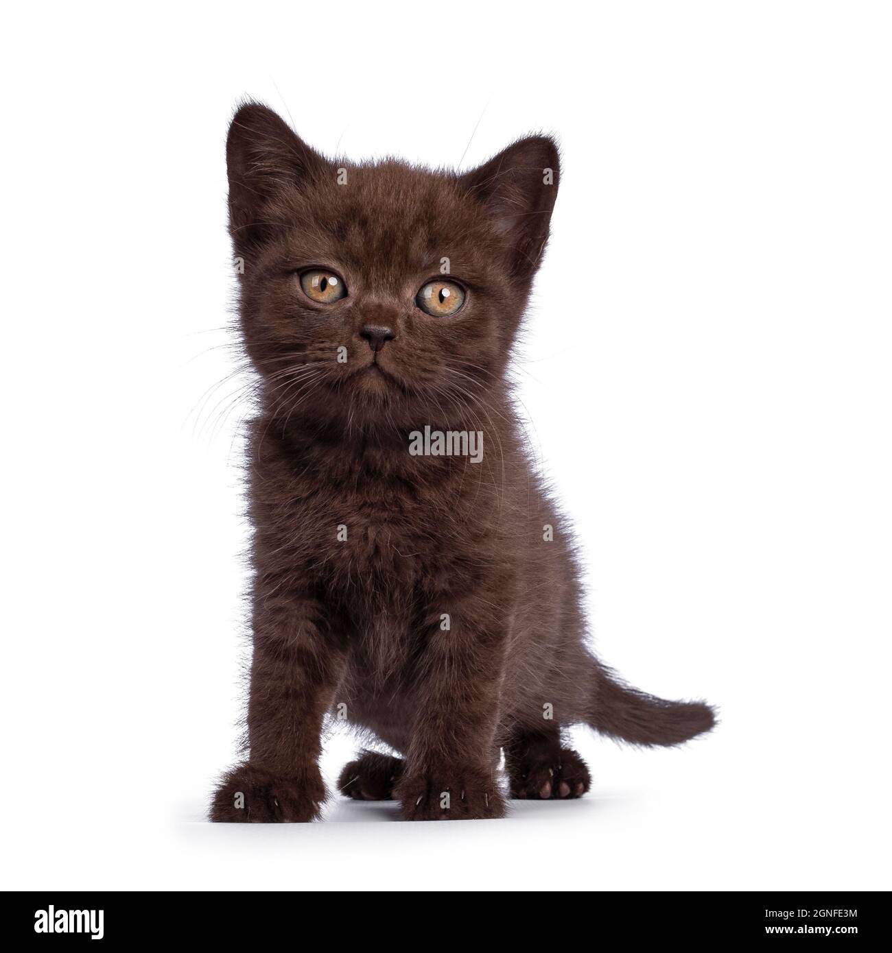 Péter le chat Banque de photographies et d’images à haute résolution ...