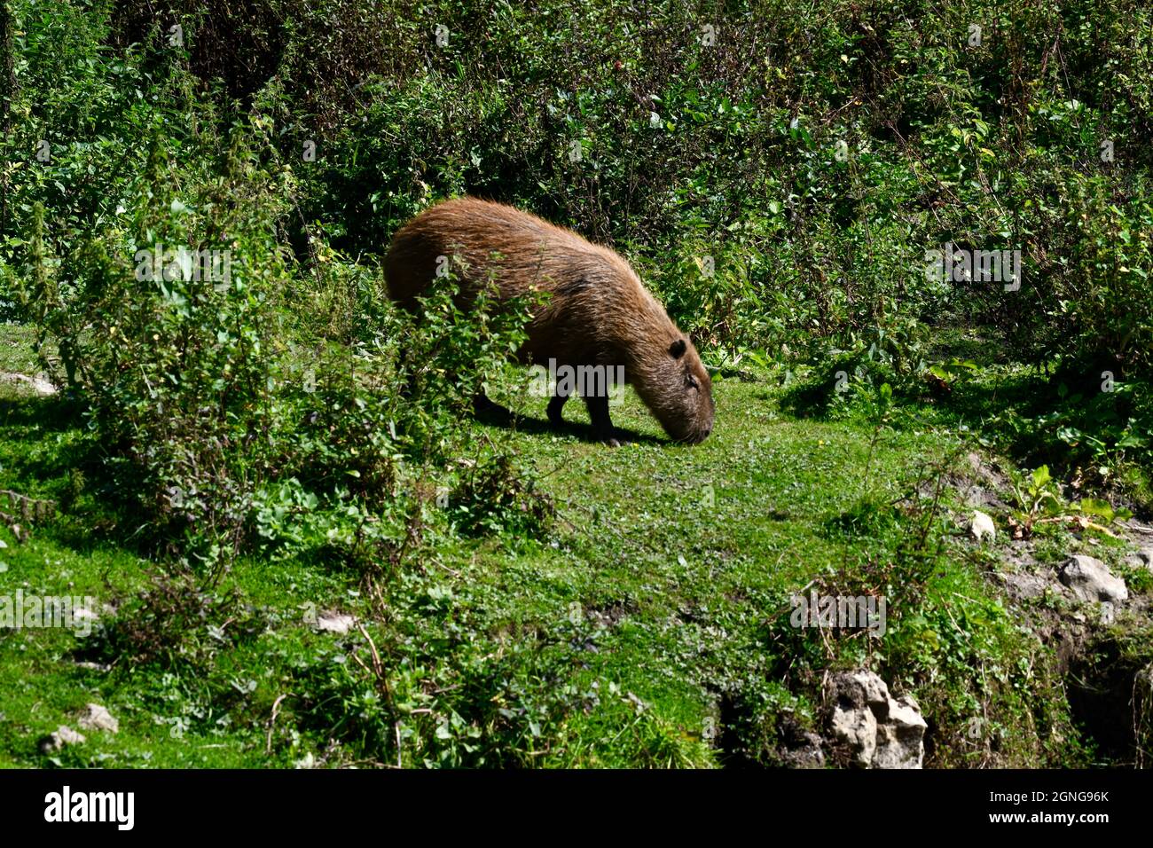 Herbe de porc géant Banque de photographies et d’images à haute ...