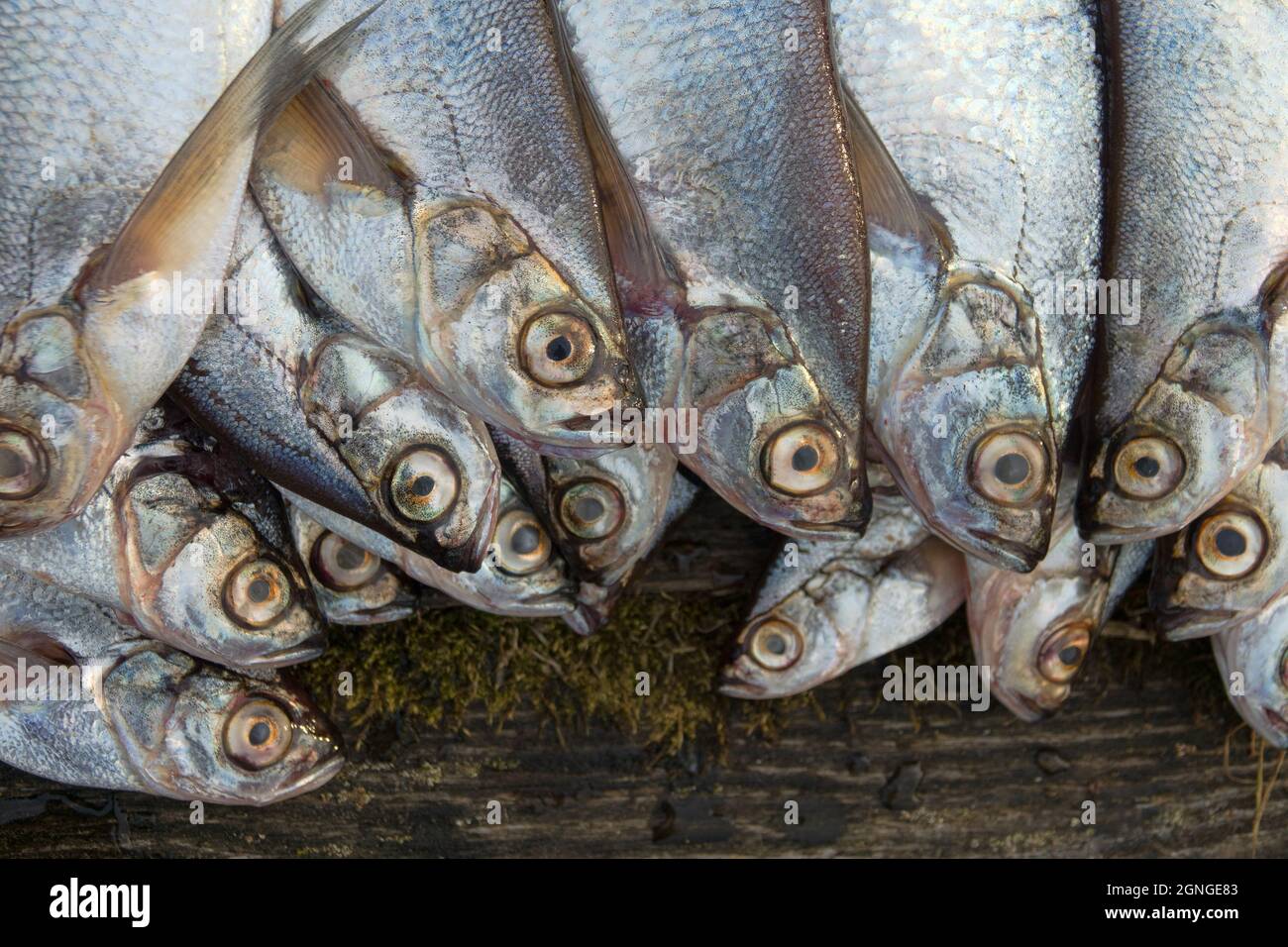 Prise de poisson sabre Banque de photographies et d’images à haute ...