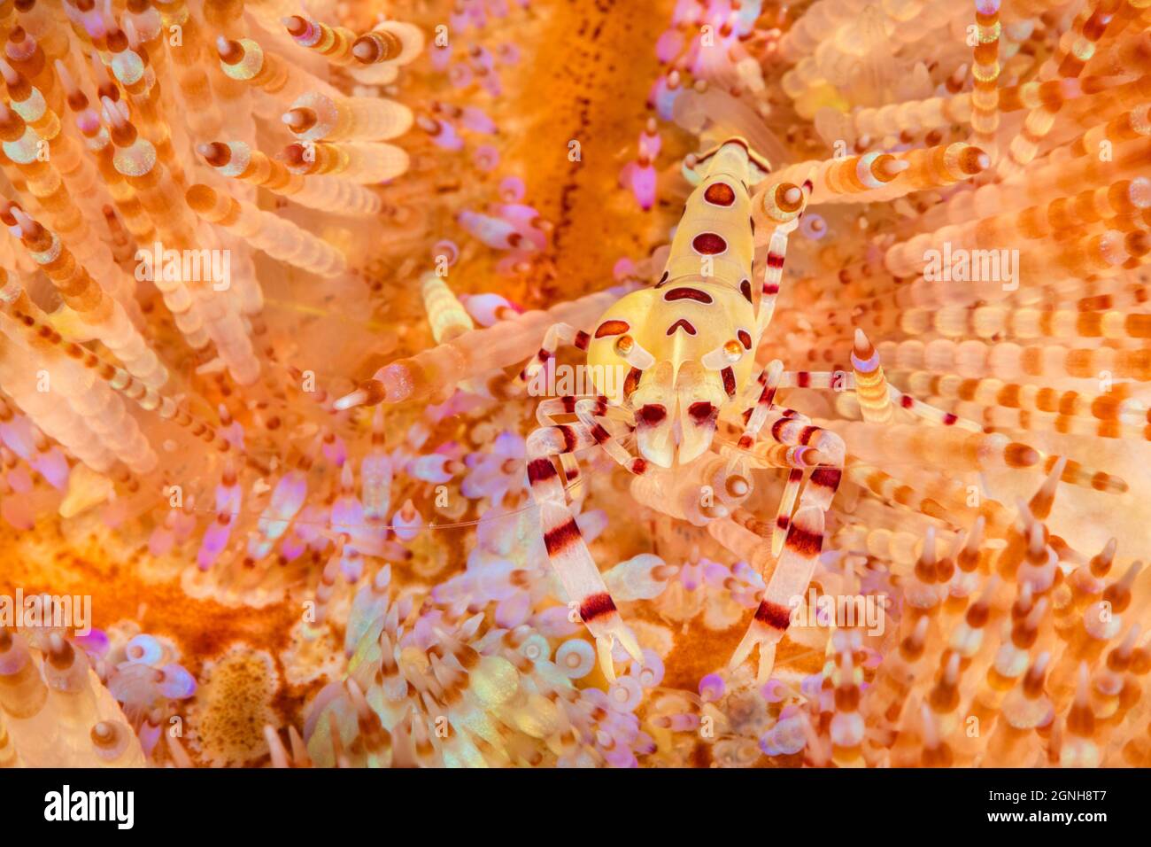 Cette crevette coleman, Periclilènes colemani, est femelle et la ...