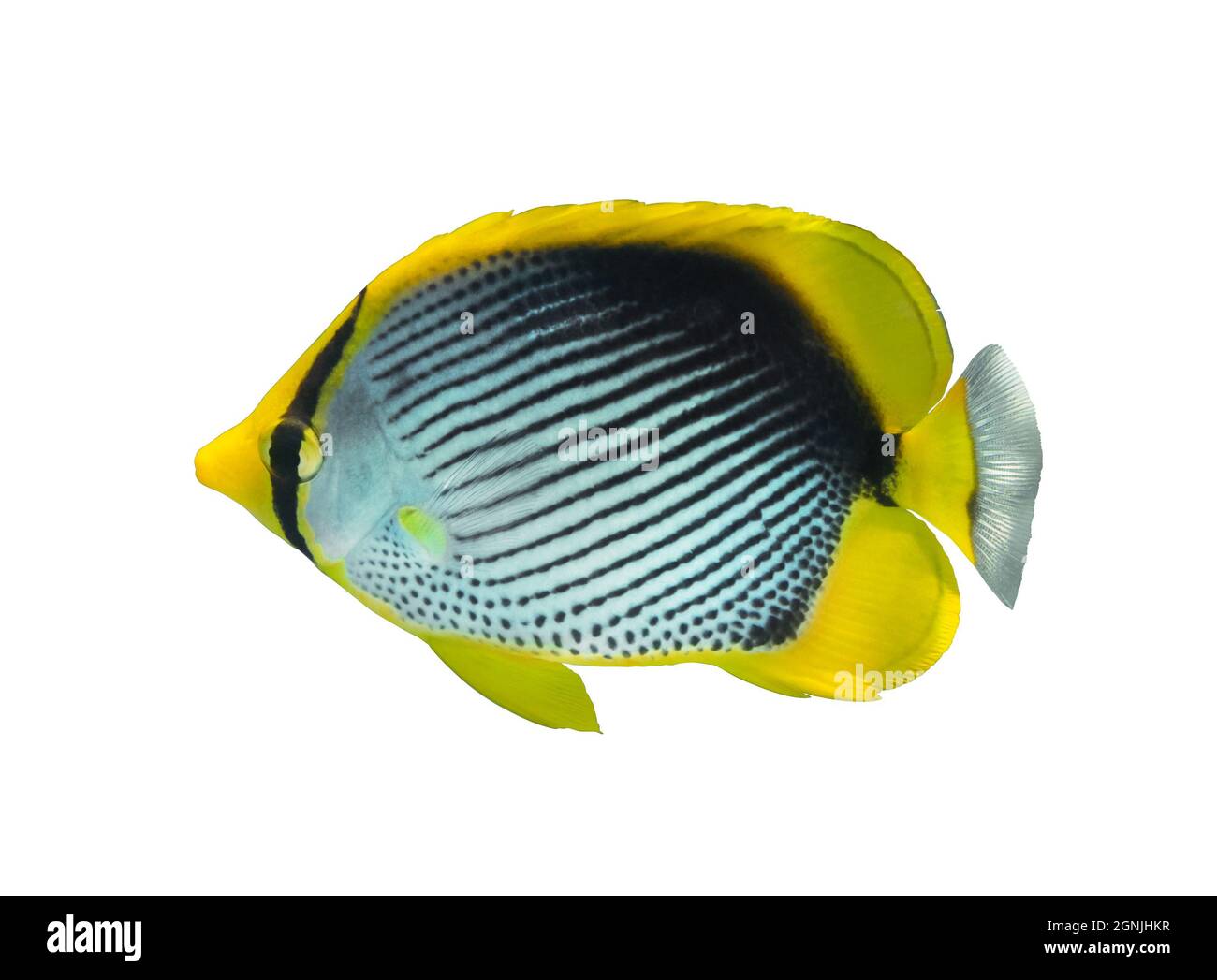 Poisson de mer rouge a tache bleu Banque d'images détourées - Alamy