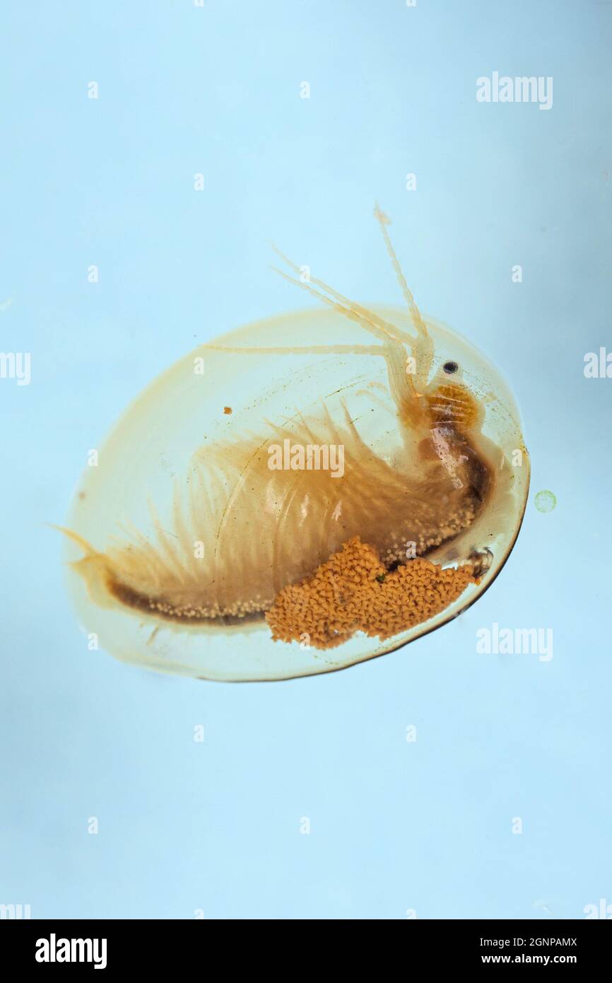 Oeufs de crevettes femelles Banque de photographies et d’images à haute ...