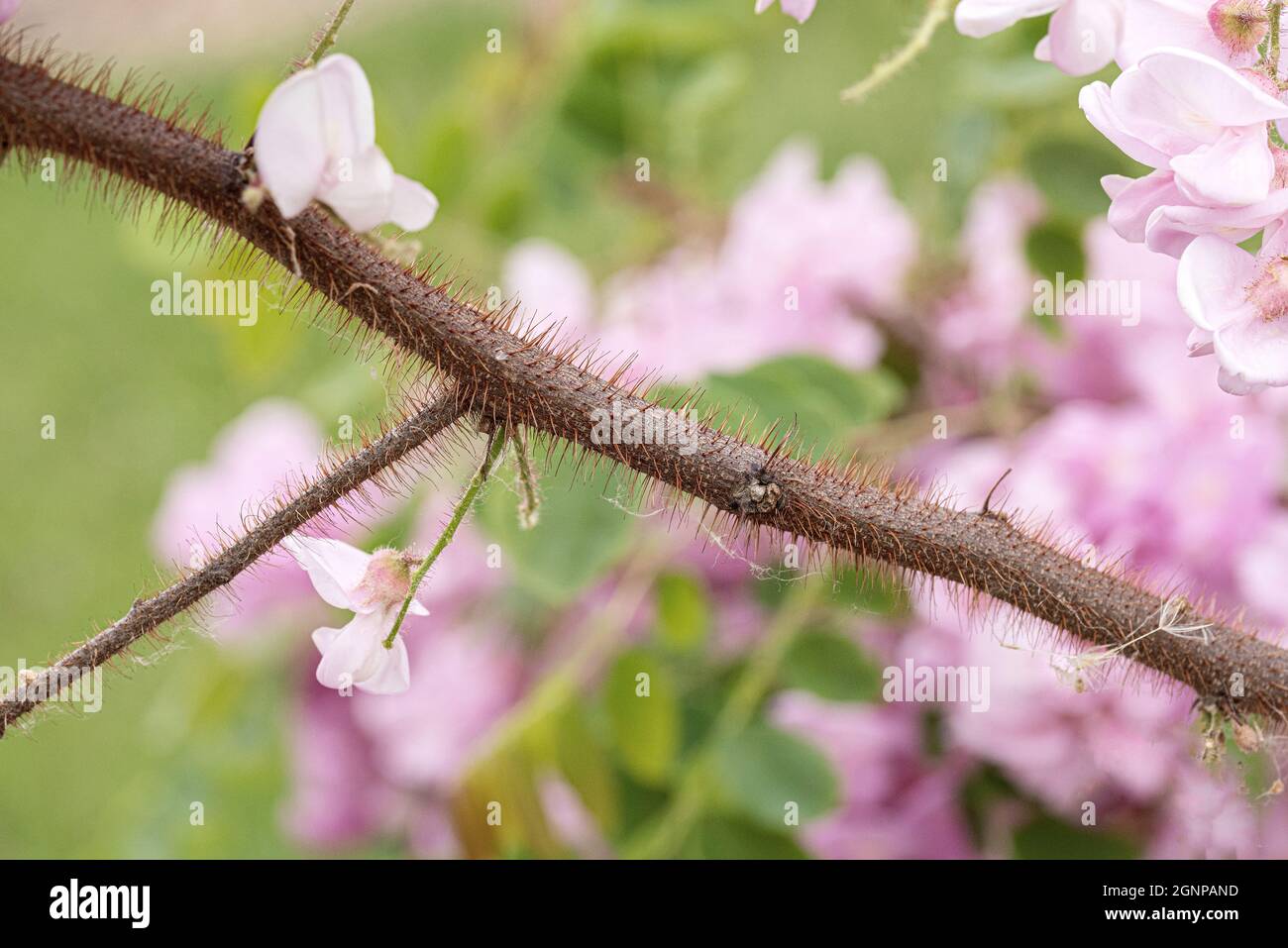 Bristly locust tree robinia hispida Banque de photographies et d’images ...