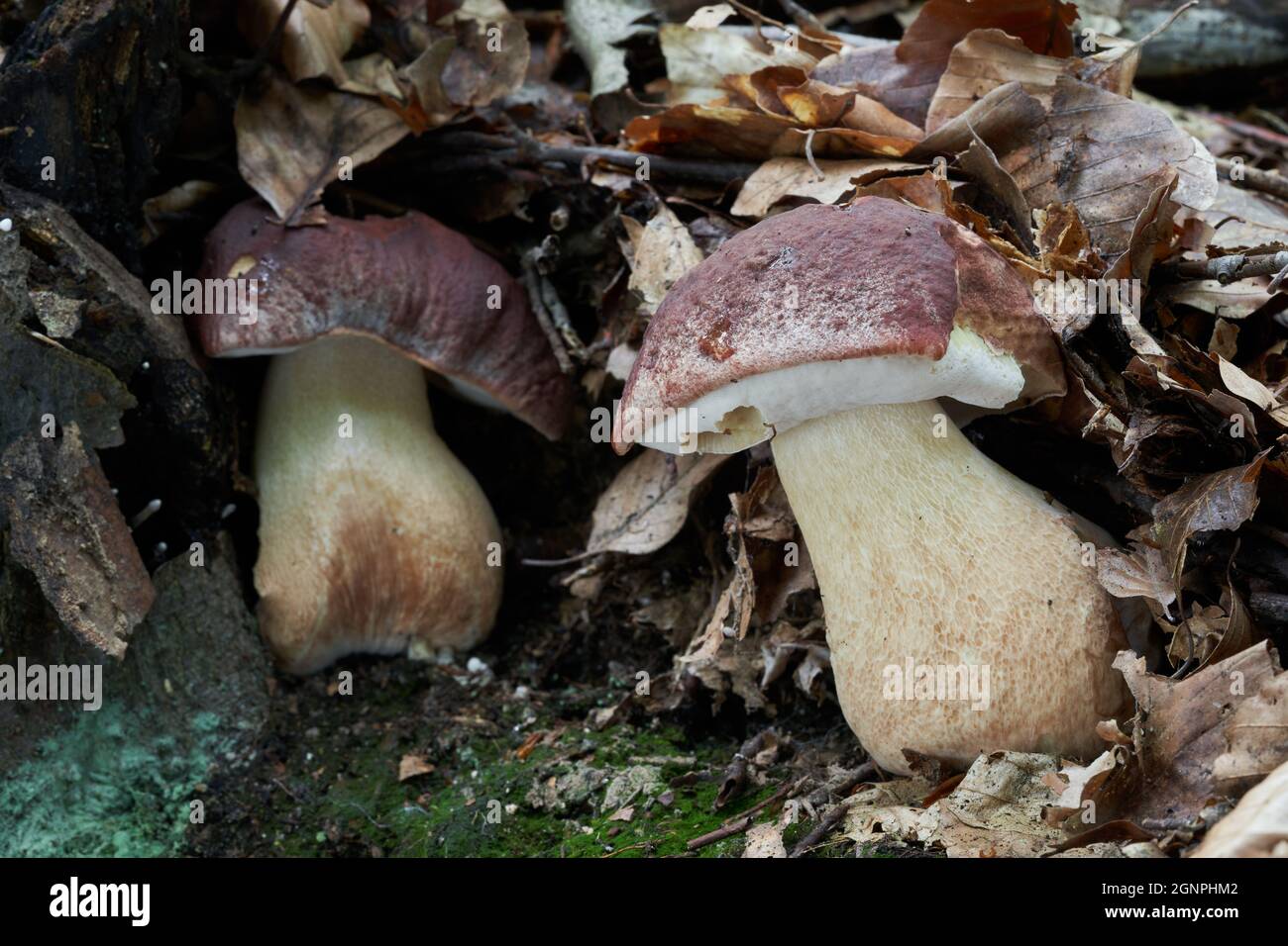 Champignon comestible Boletus pinophilus dans la forêt de hêtre. Connu ...