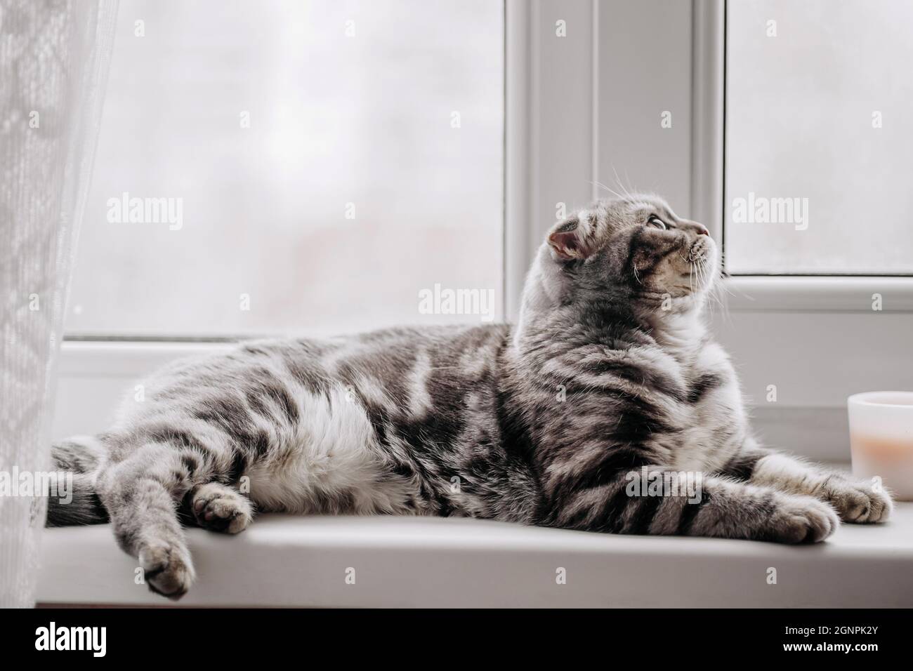 Chat bringé Banque de photographies et d’images à haute résolution - Alamy