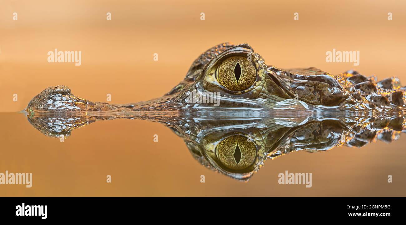 Panama caiman Banque de photographies et d’images à haute résolution ...