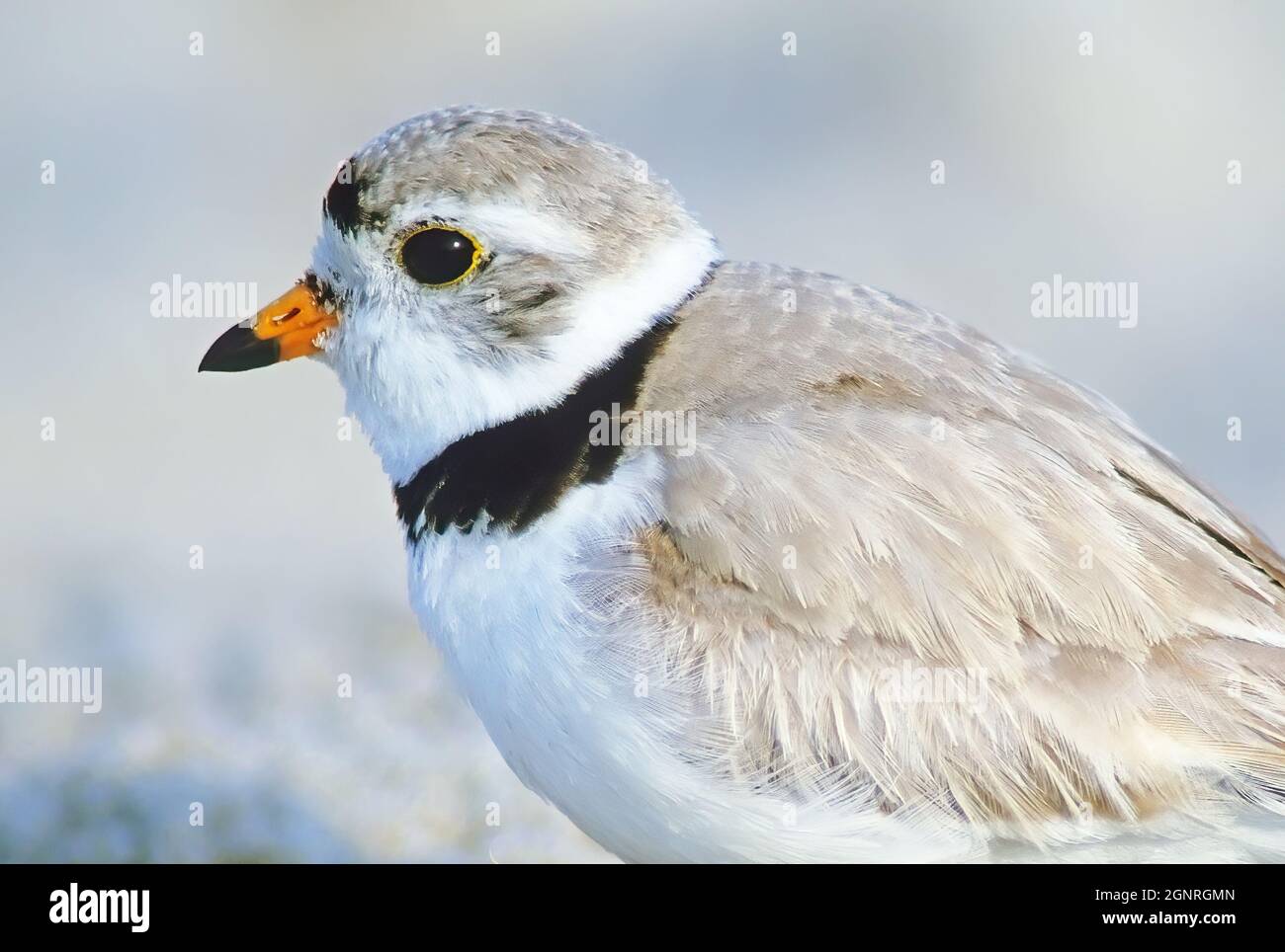 Habitat du pluvier siffleur Banque de photographies et d’images à haute ...