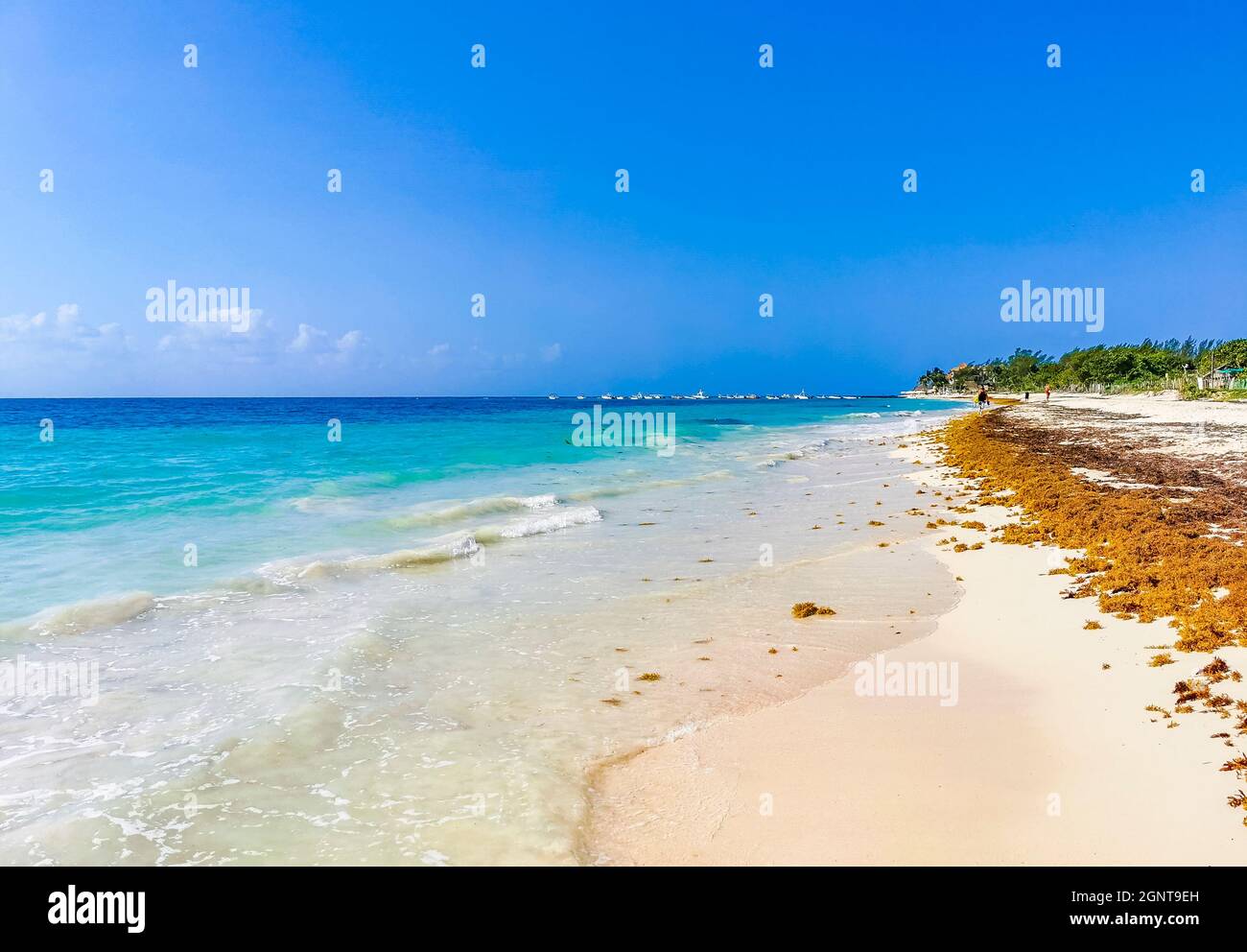 Algues rouges sargazo à la plage tropicale mexicaine 88 Punta Esmeralda ...