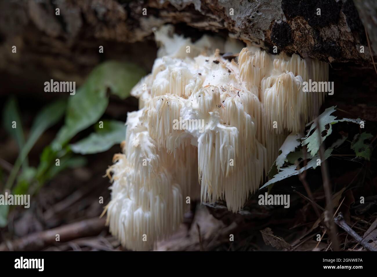 Lion mane mushroom Banque de photographies et d’images à haute ...