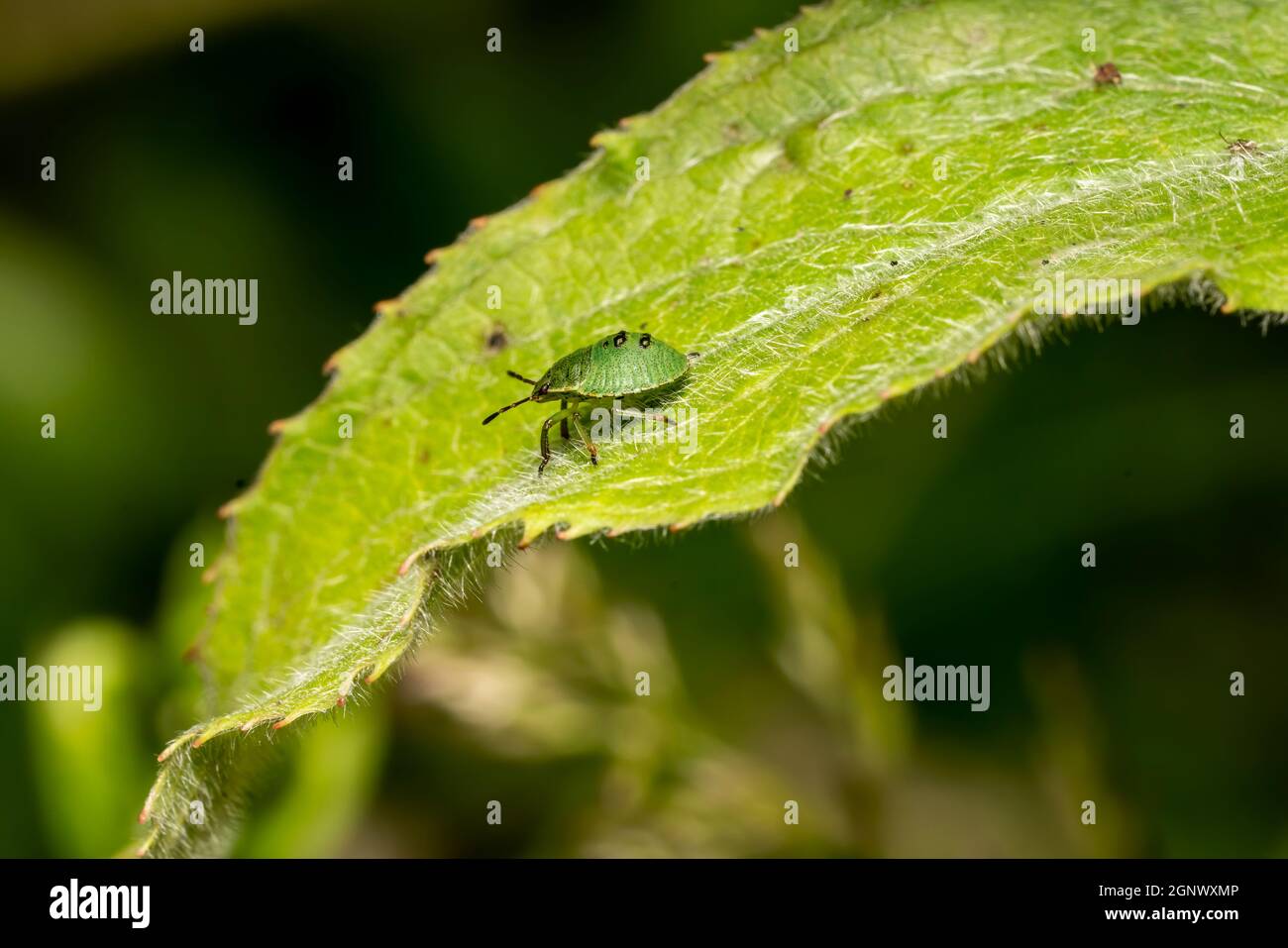 Green Shield Bug (Palomena prasina) nymphe un insecte volant de jardin ...